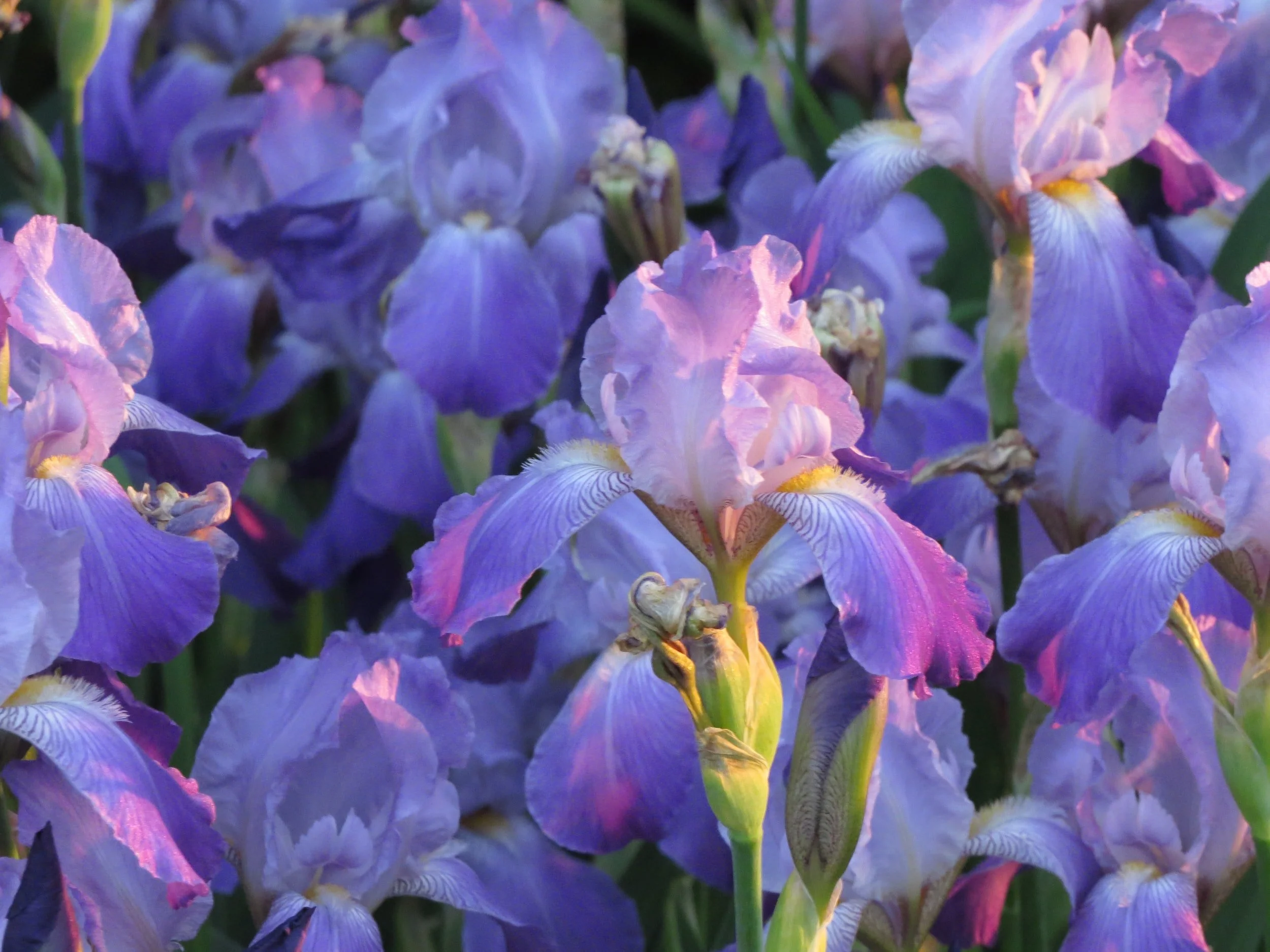 Purple Spring Flowers for your Garden Design — Meadowlark Journal