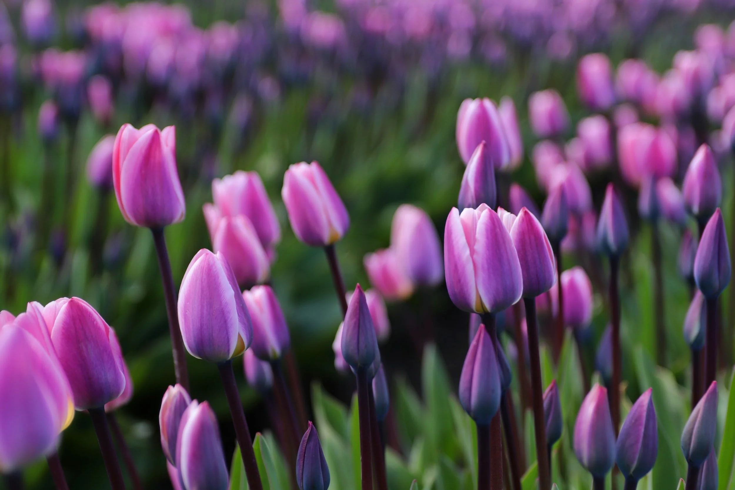 Purple Spring Flowers for your Garden Design — Meadowlark Journal