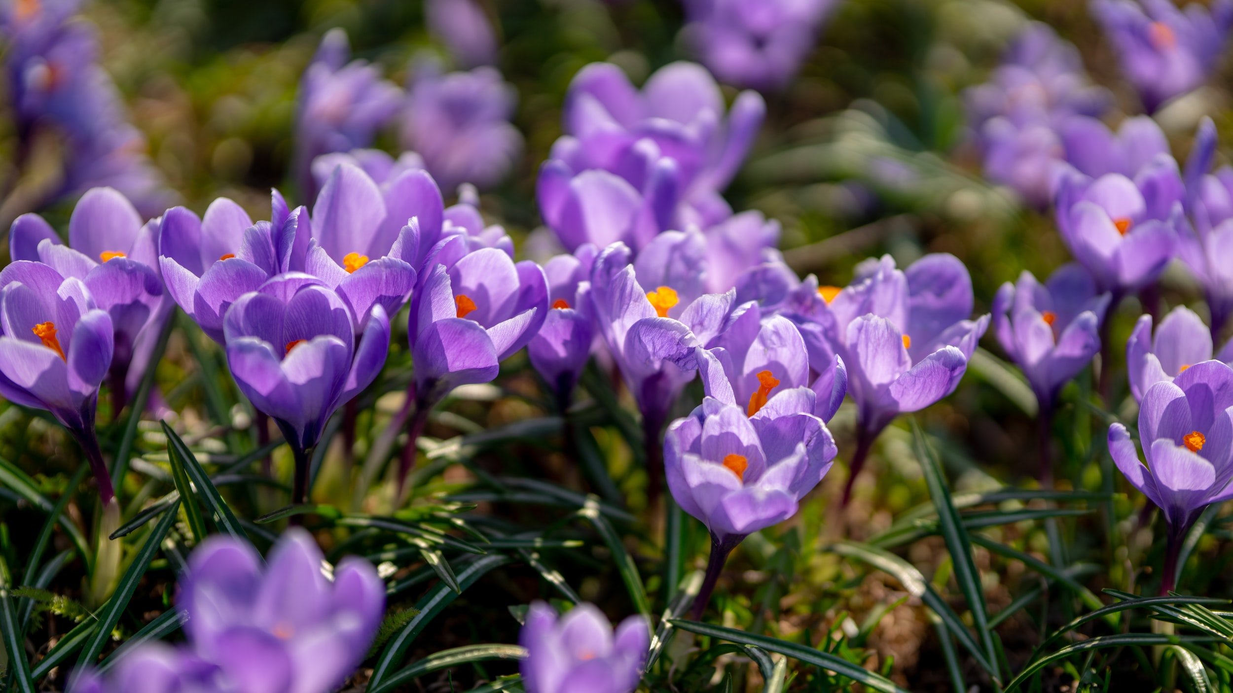 Purple Spring Flowers for your Garden Design — Meadowlark Journal