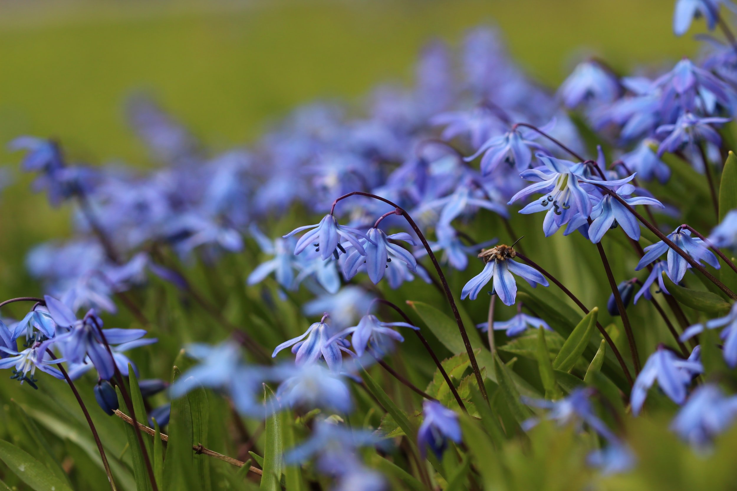 Purple Spring Flowers for your Garden Design — Meadowlark Journal