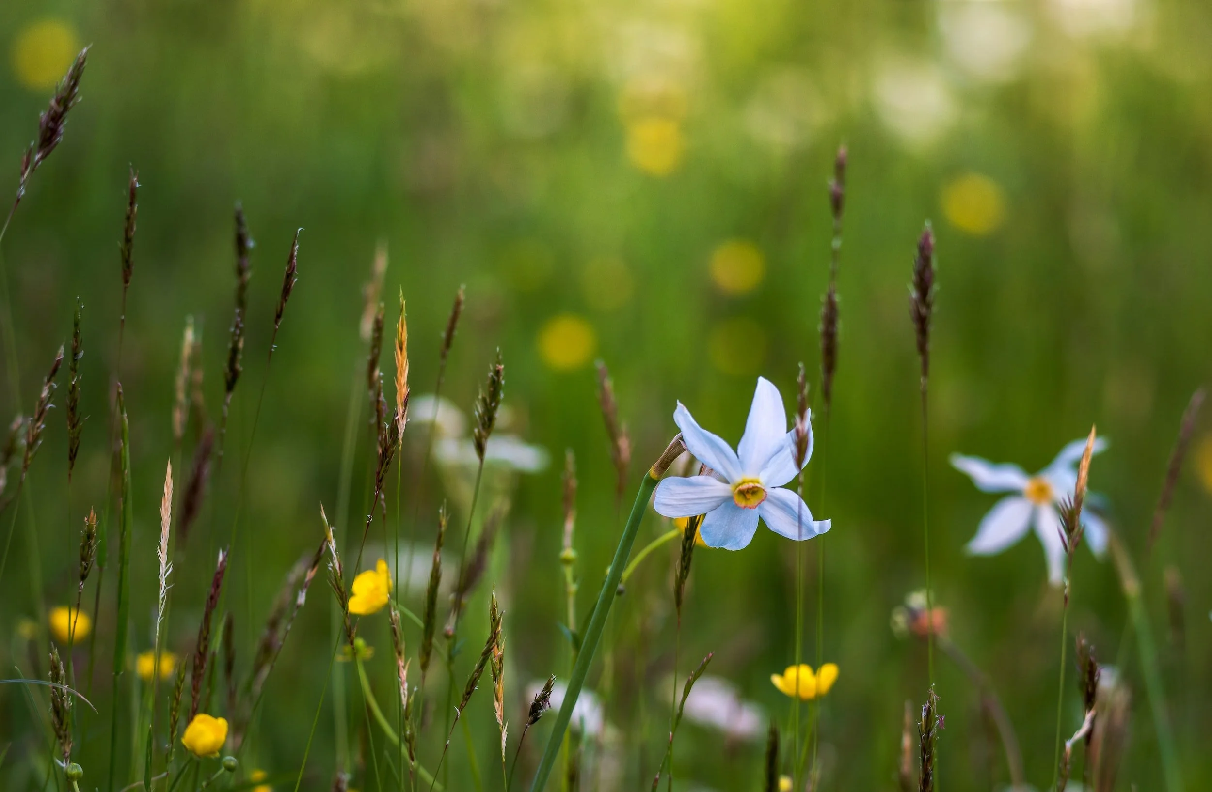 How to Create a Wildflower Front Yard — Meadowlark Journal