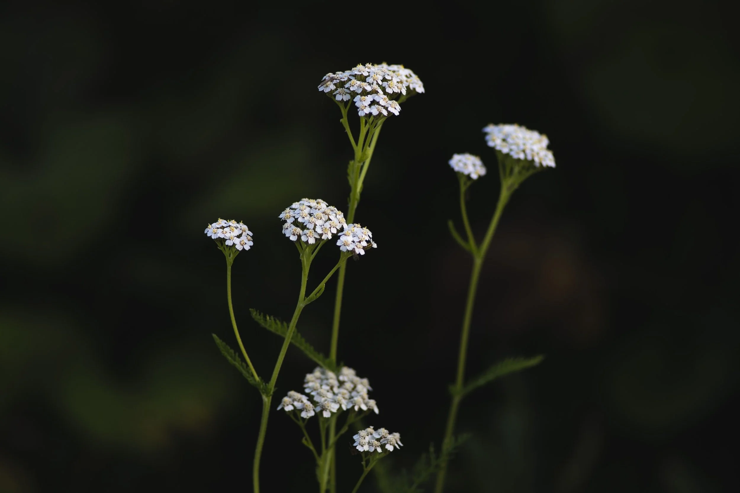 Companion Planting Yarrow: Attracting Beneficial Insects — Meadowlark ...