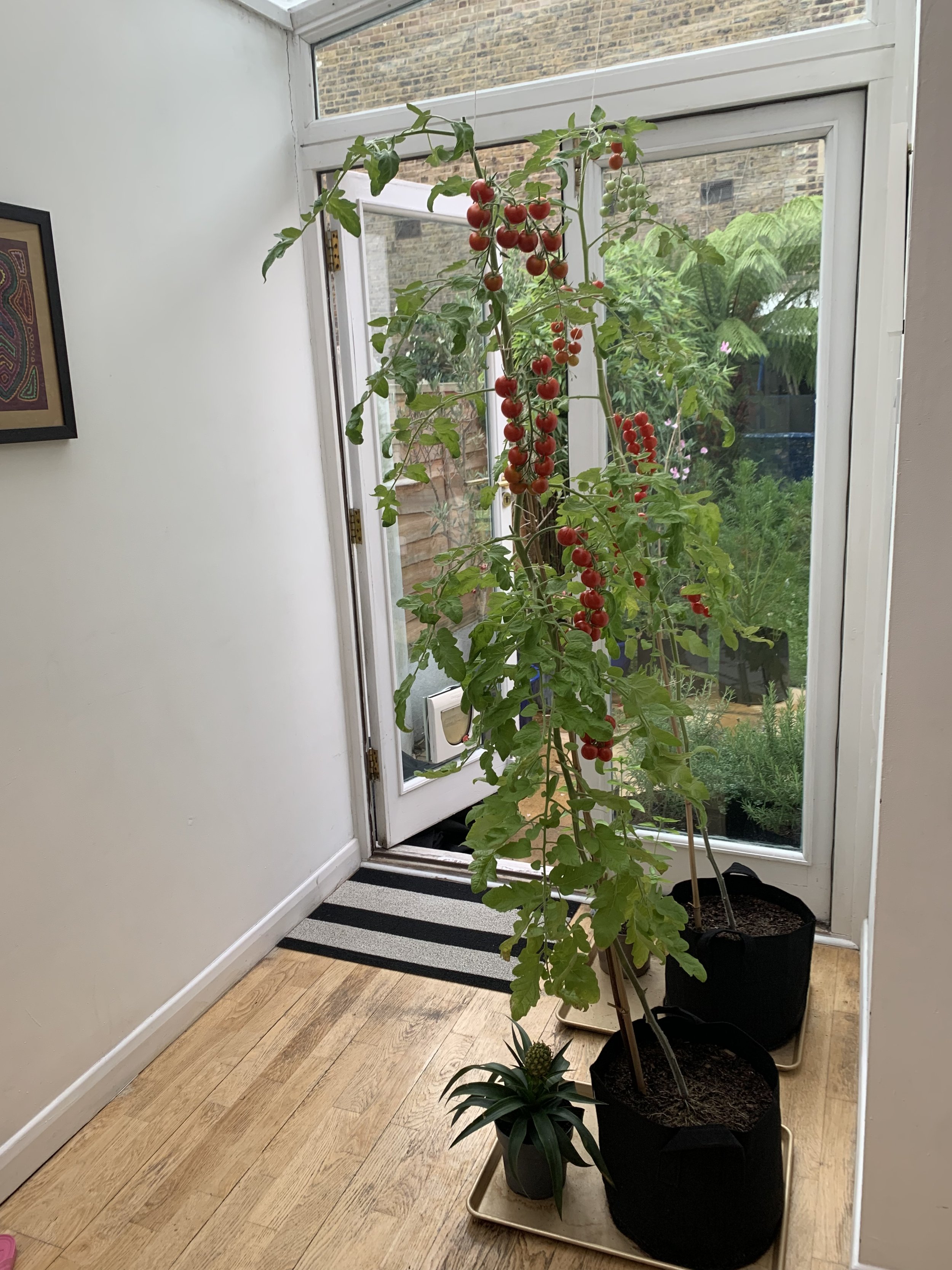 Grow Tomatoes Anywhere with Grow Bags — Meadowlark Journal
