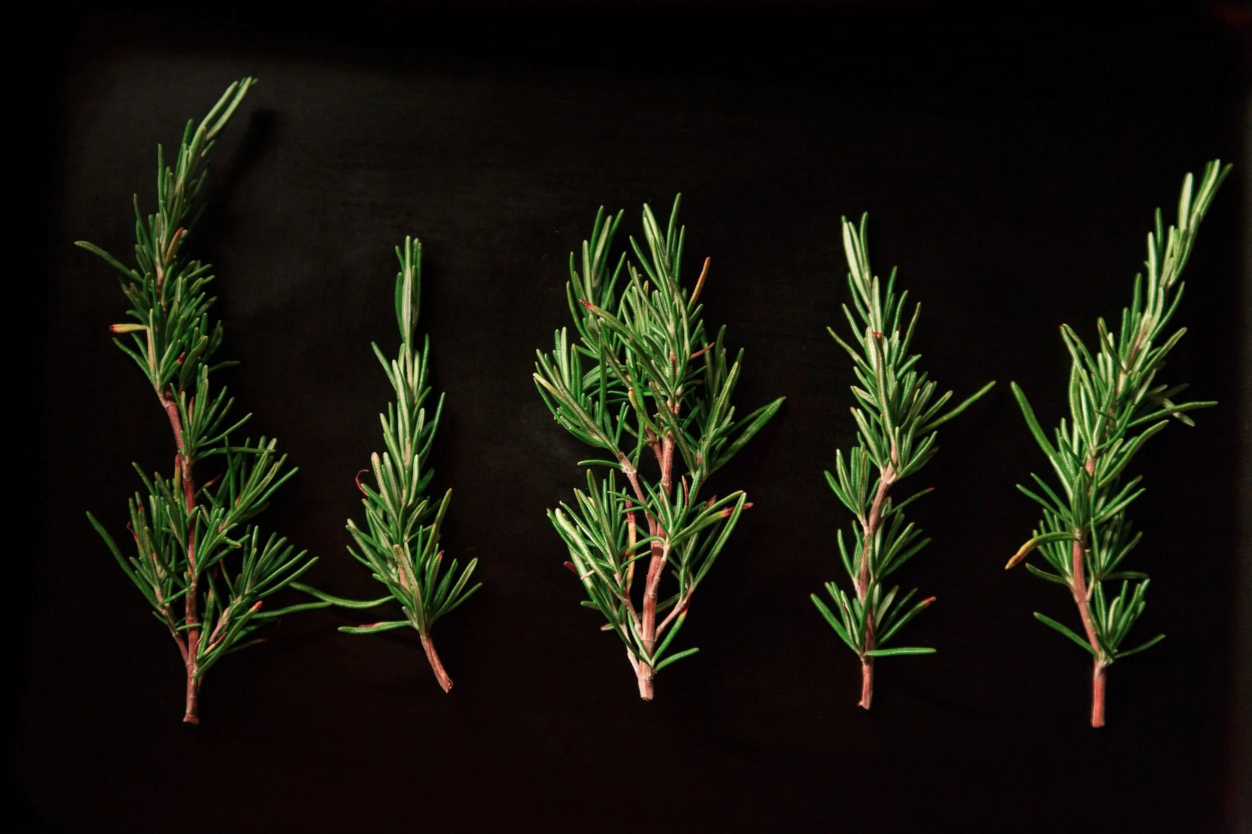 How to Propagate Rosemary: A Step-by-Step Guide — Meadowlark Journal