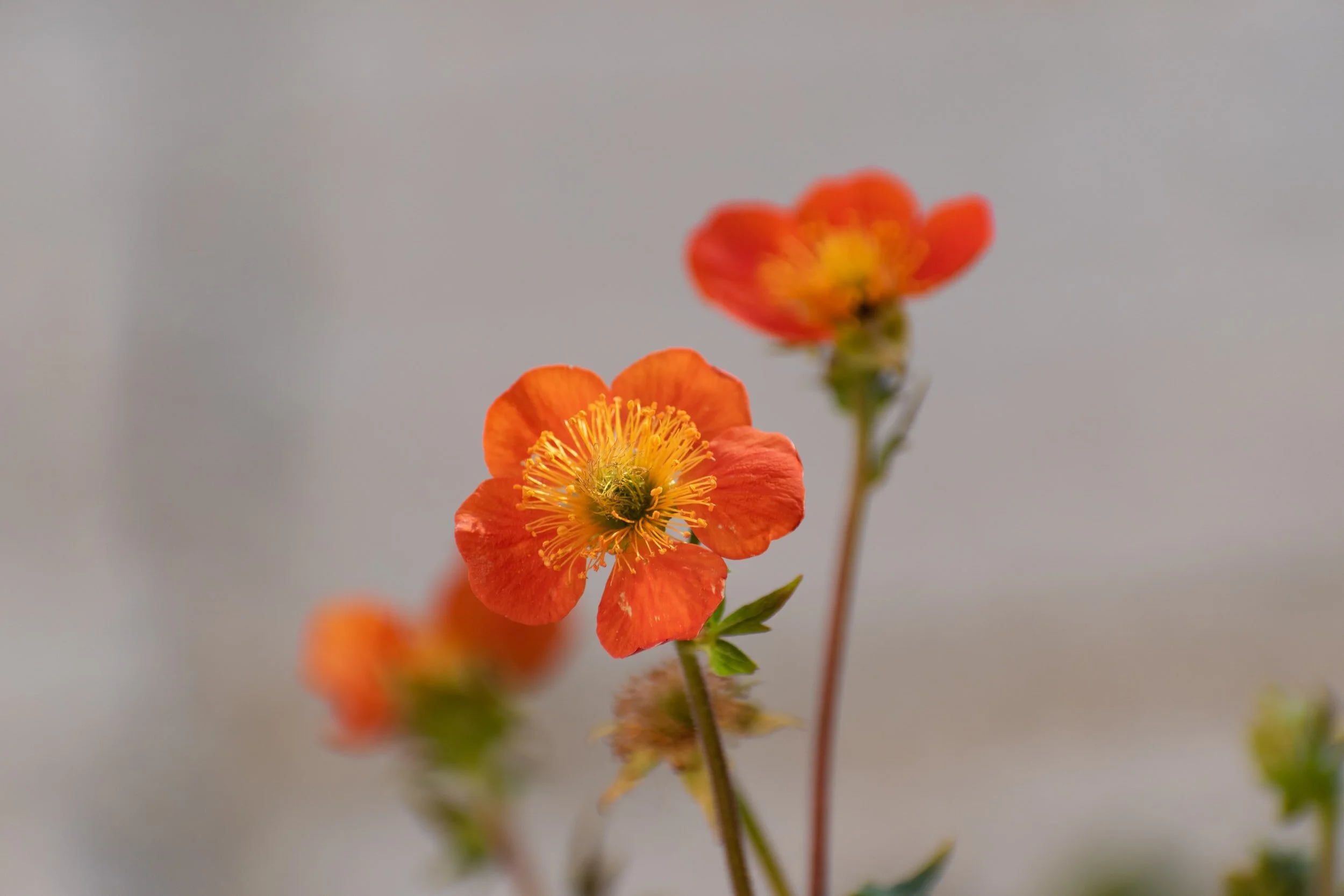 Growing Geums: A Complete Guide — Meadowlark Journal