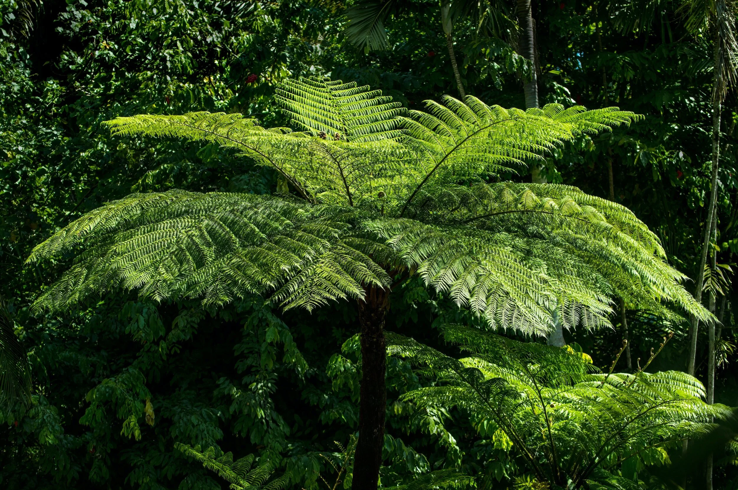 Growing and Caring for Tree Ferns: A Complete Guide — Meadowlark Journal