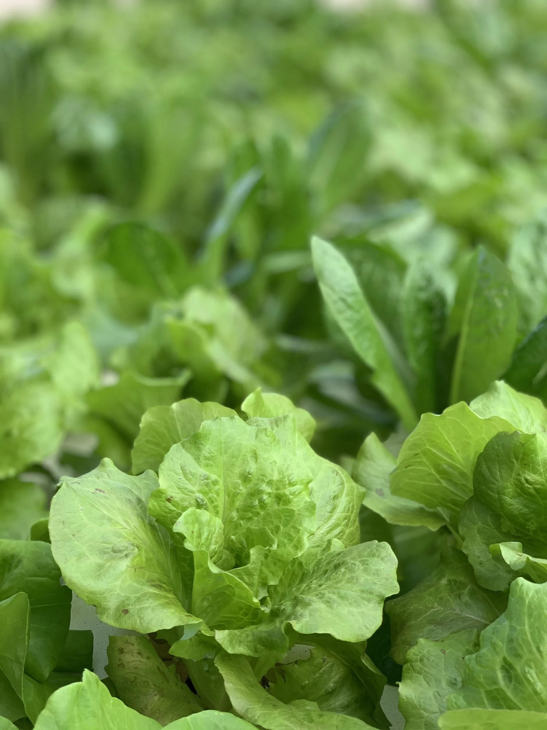 Romaine Lettuce Seedlings