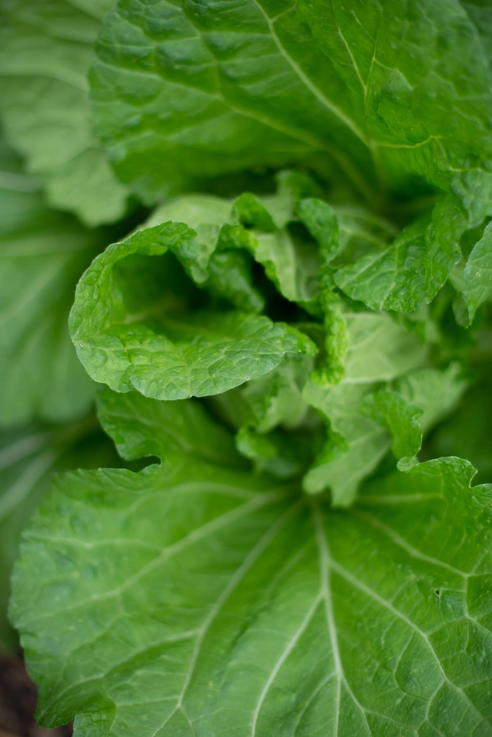 Growing Romaine Lettuce: A Complete Guide — Meadowlark Journal