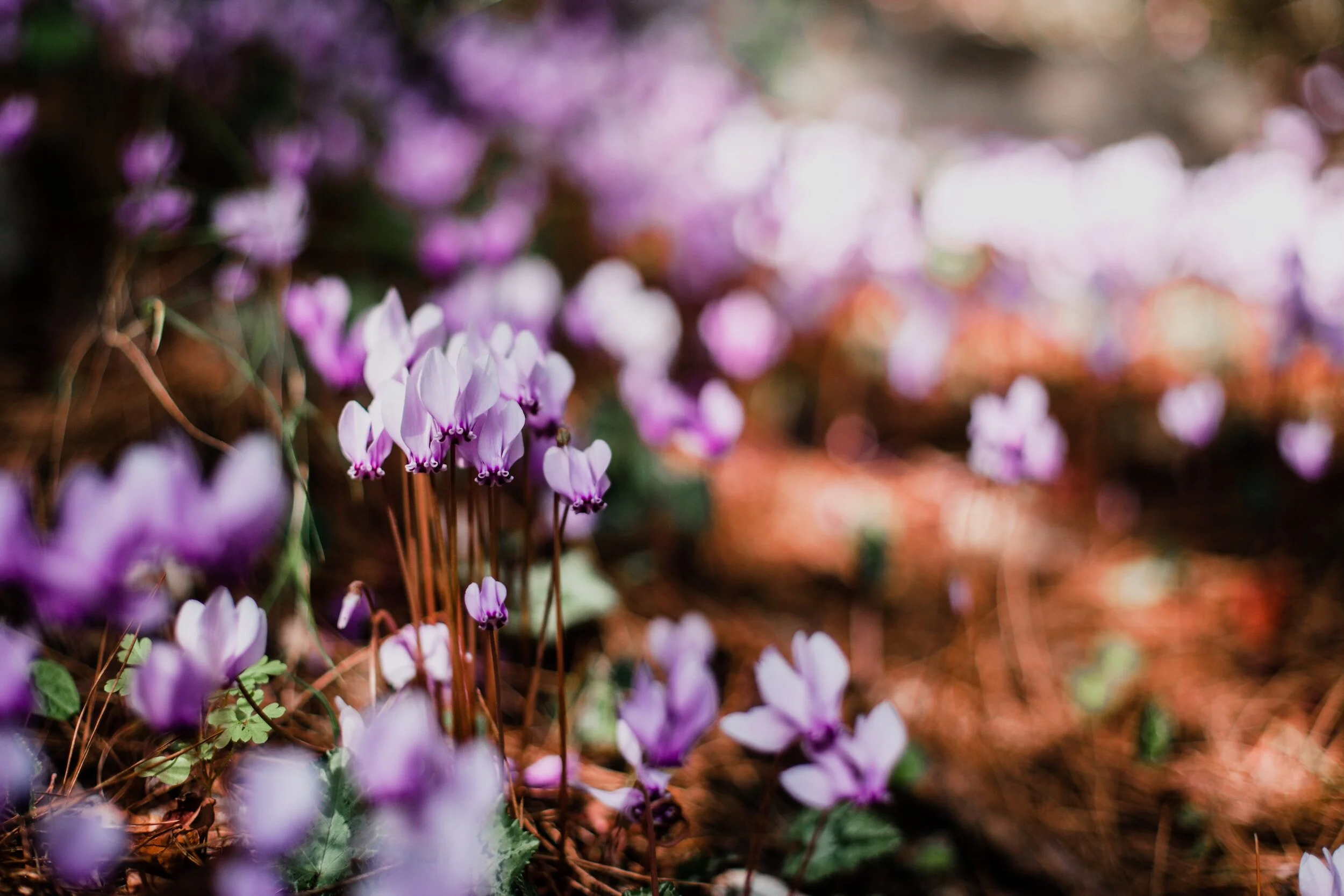 The Top 3 Bulbs that Flower in Winter — Meadowlark Journal