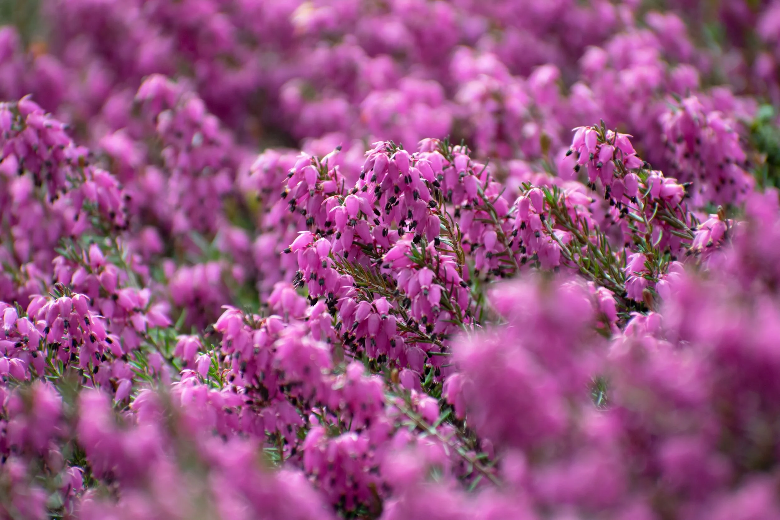 The 10 Best Autumn Bedding Plants — Meadowlark Journal