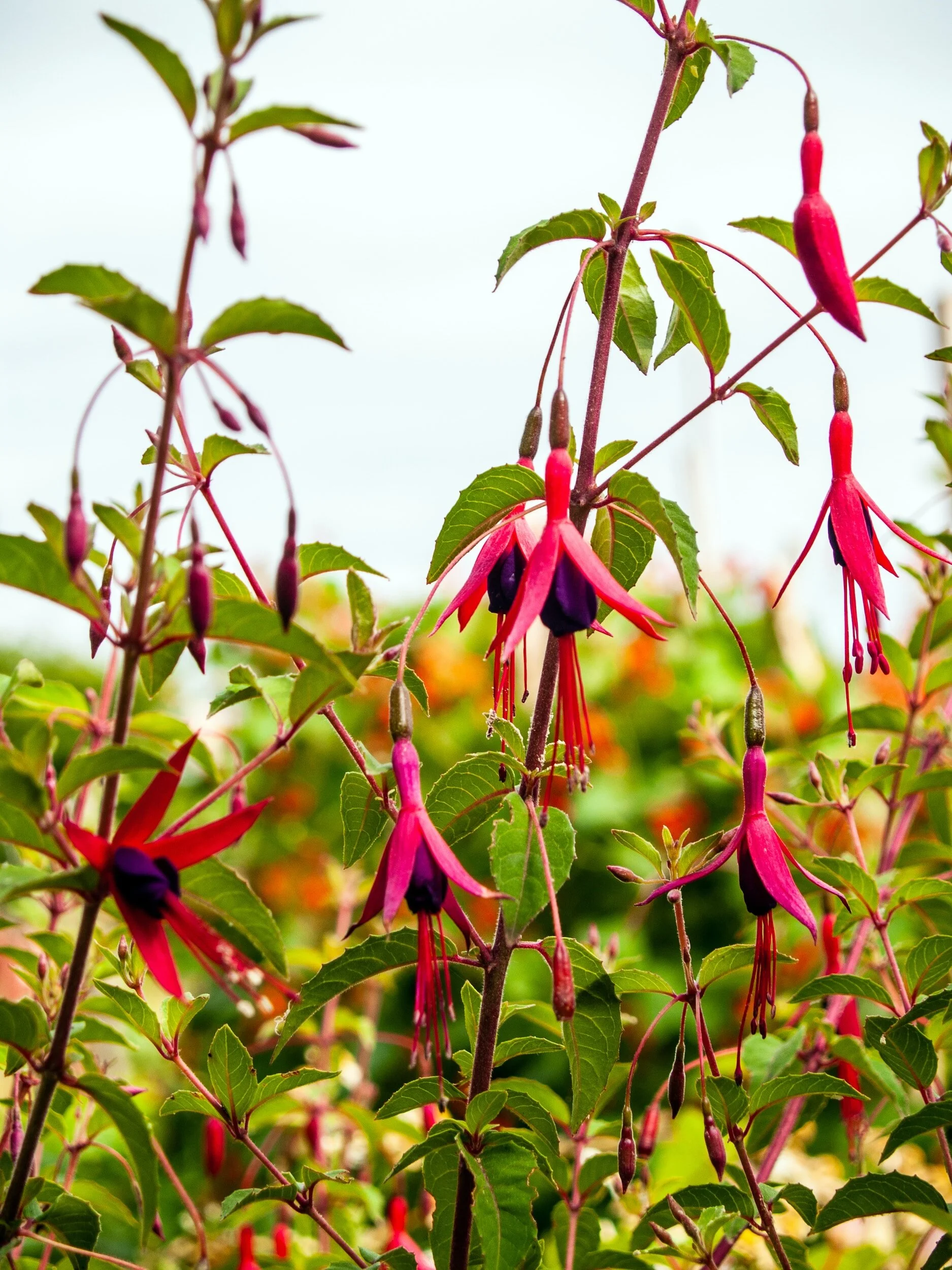 How to Take Fuchsia Cuttings — Meadowlark Journal