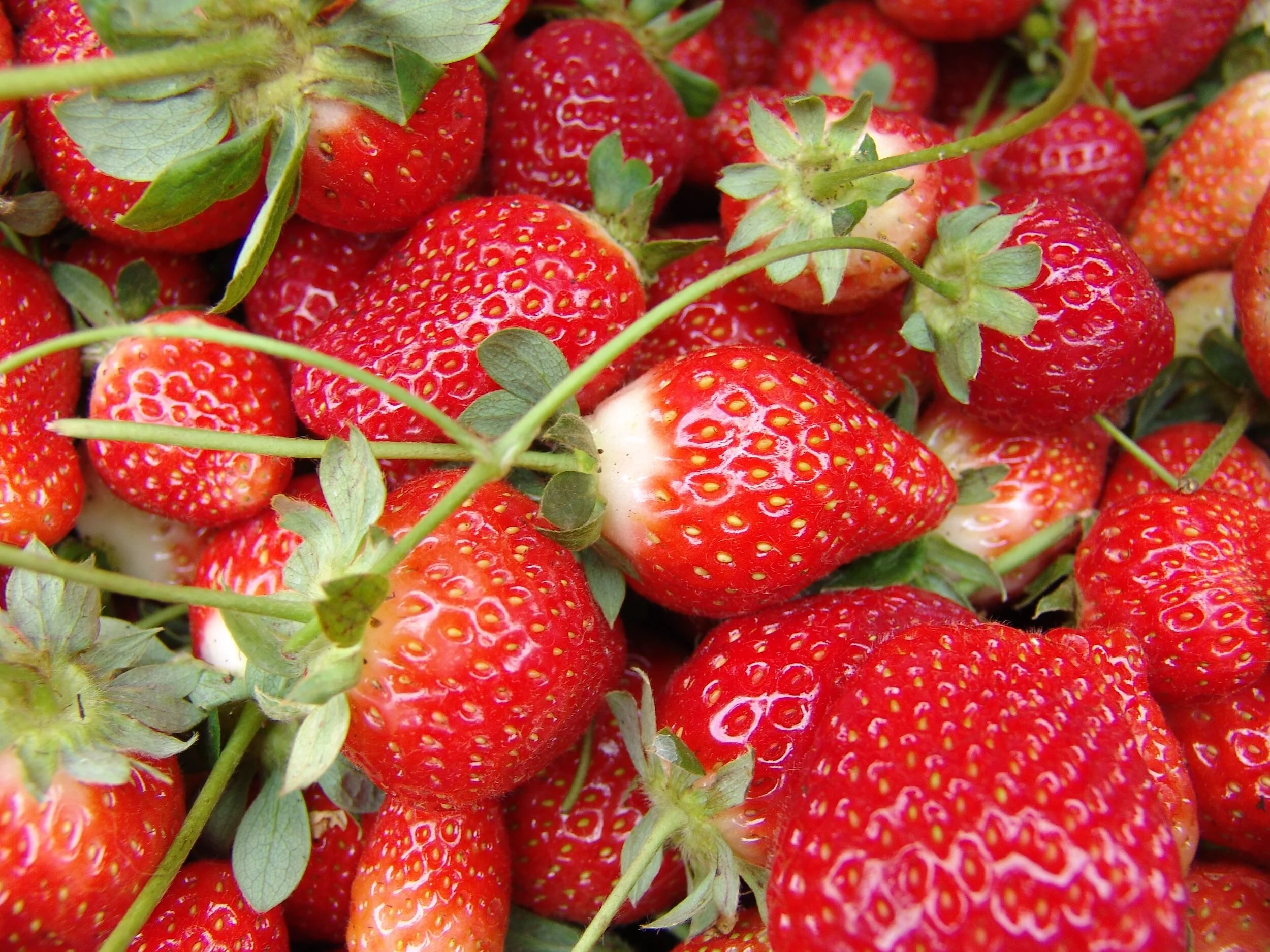 How to Plant a Strawberry Patch That Continually Produces Fruit ...