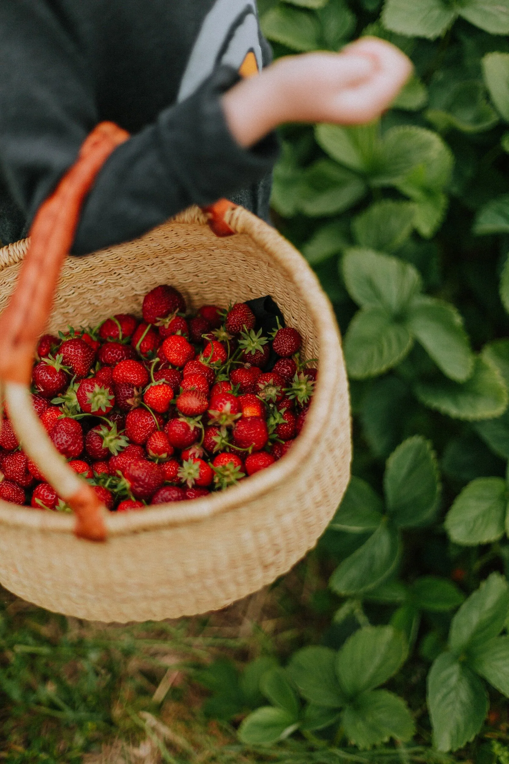 How to Plant a Strawberry Patch That Continually Produces Fruit ...