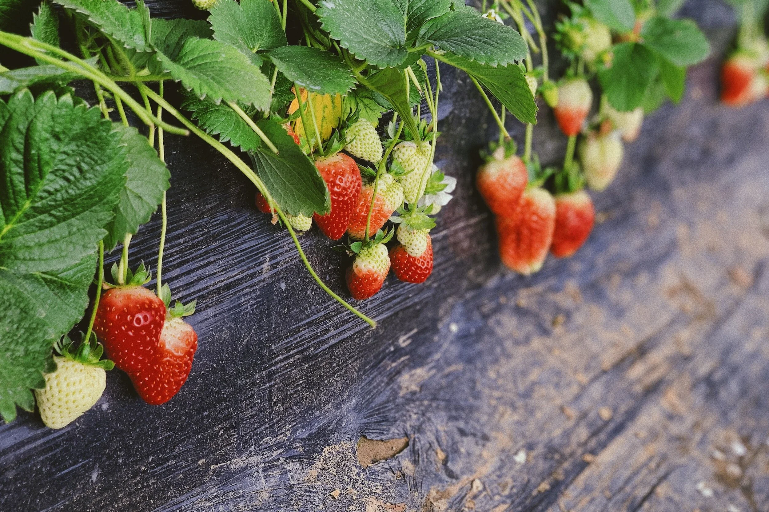 How to Plant a Strawberry Patch That Continually Produces Fruit ...