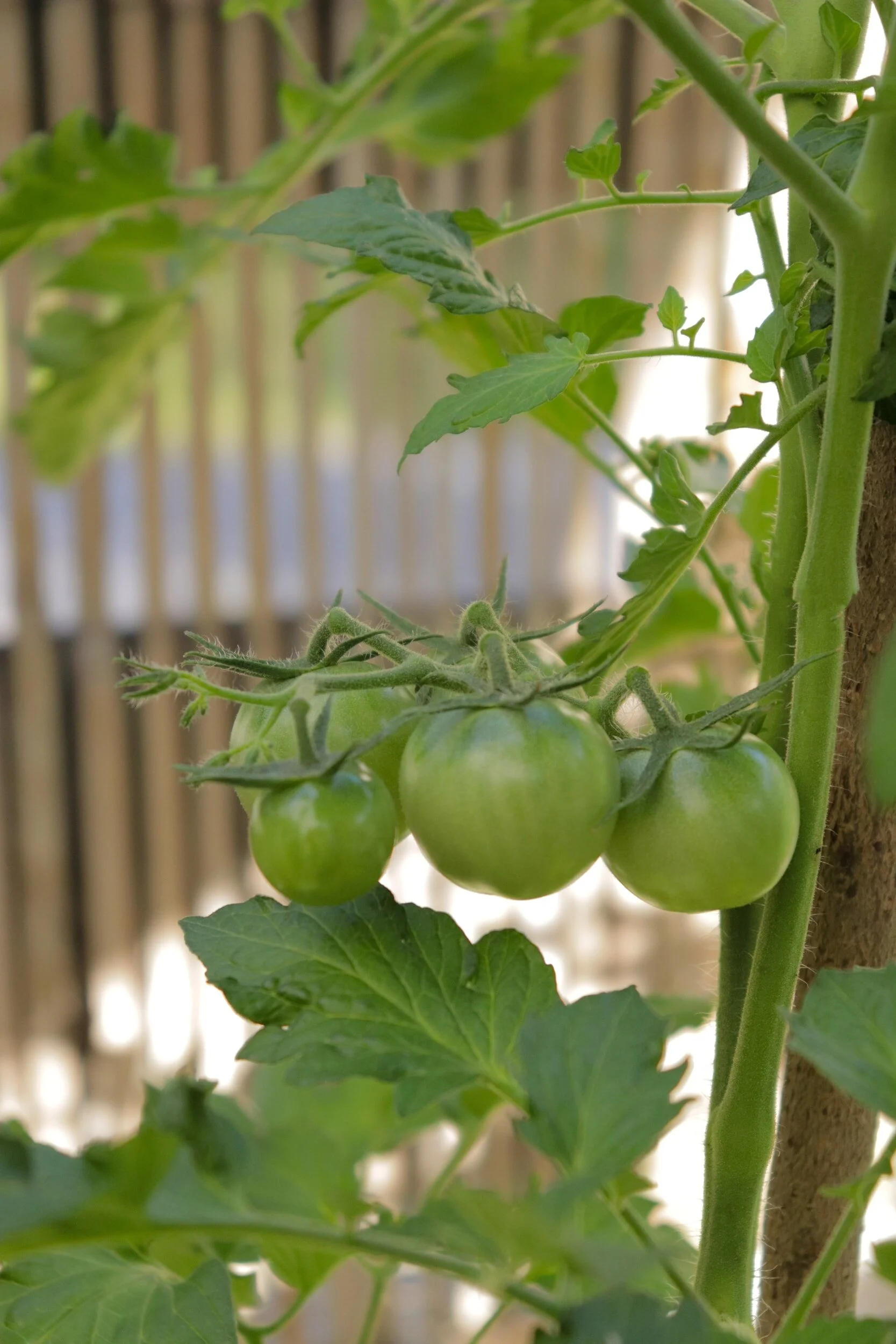 Quick Homemade Tomato Fertilizer — Meadowlark Journal
