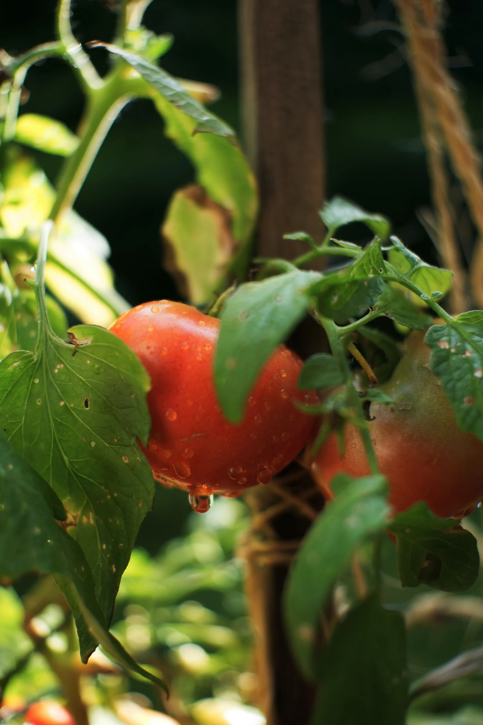 Quick Homemade Tomato Fertilizer — Meadowlark Journal