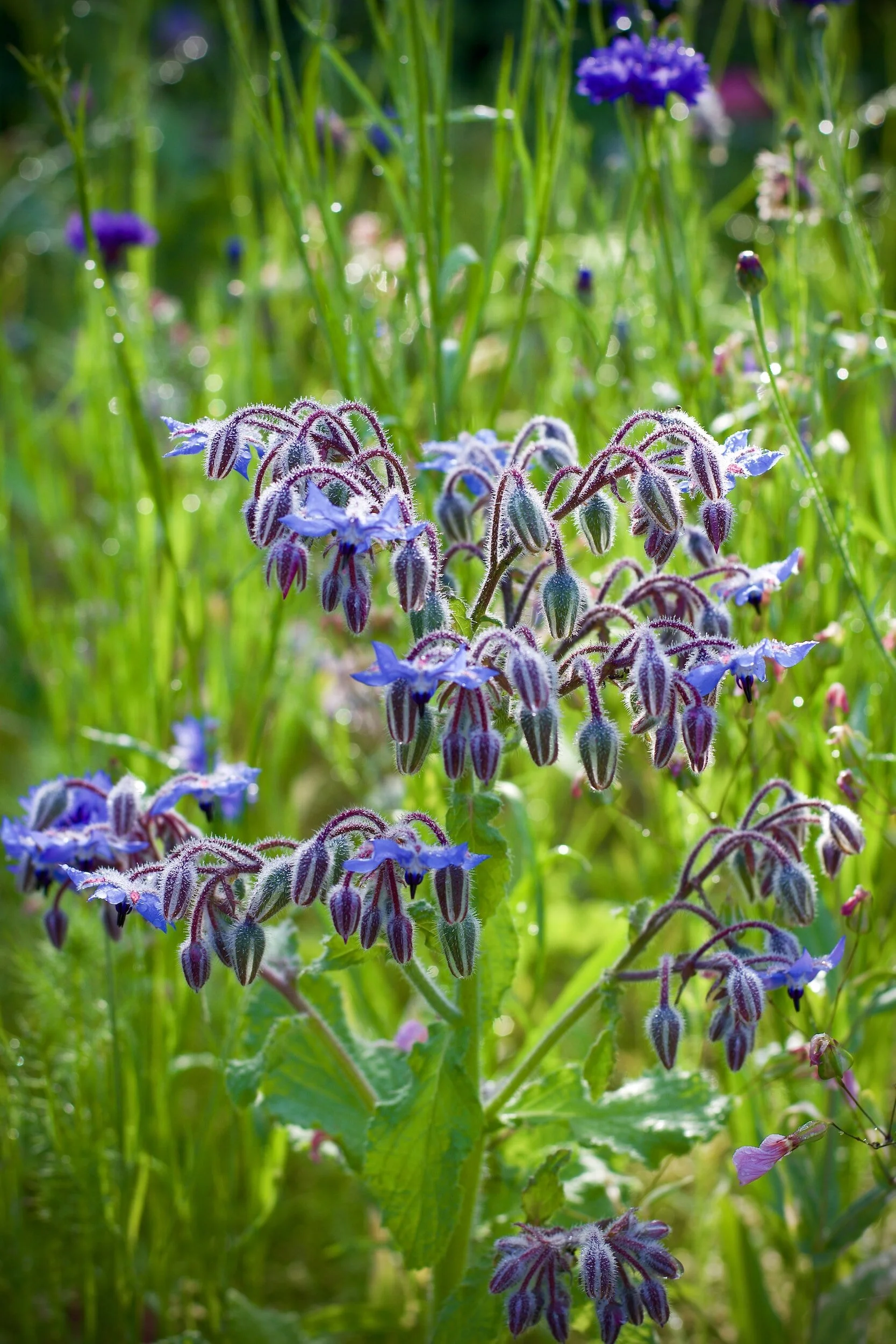 Edible Beauty: The 10 Best Flowering Herbs — Meadowlark Journal