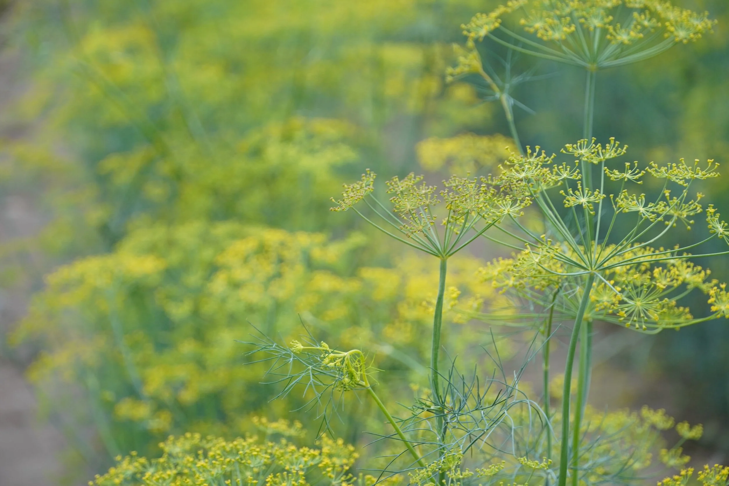 Edible Beauty: The 10 Best Flowering Herbs — Meadowlark Journal