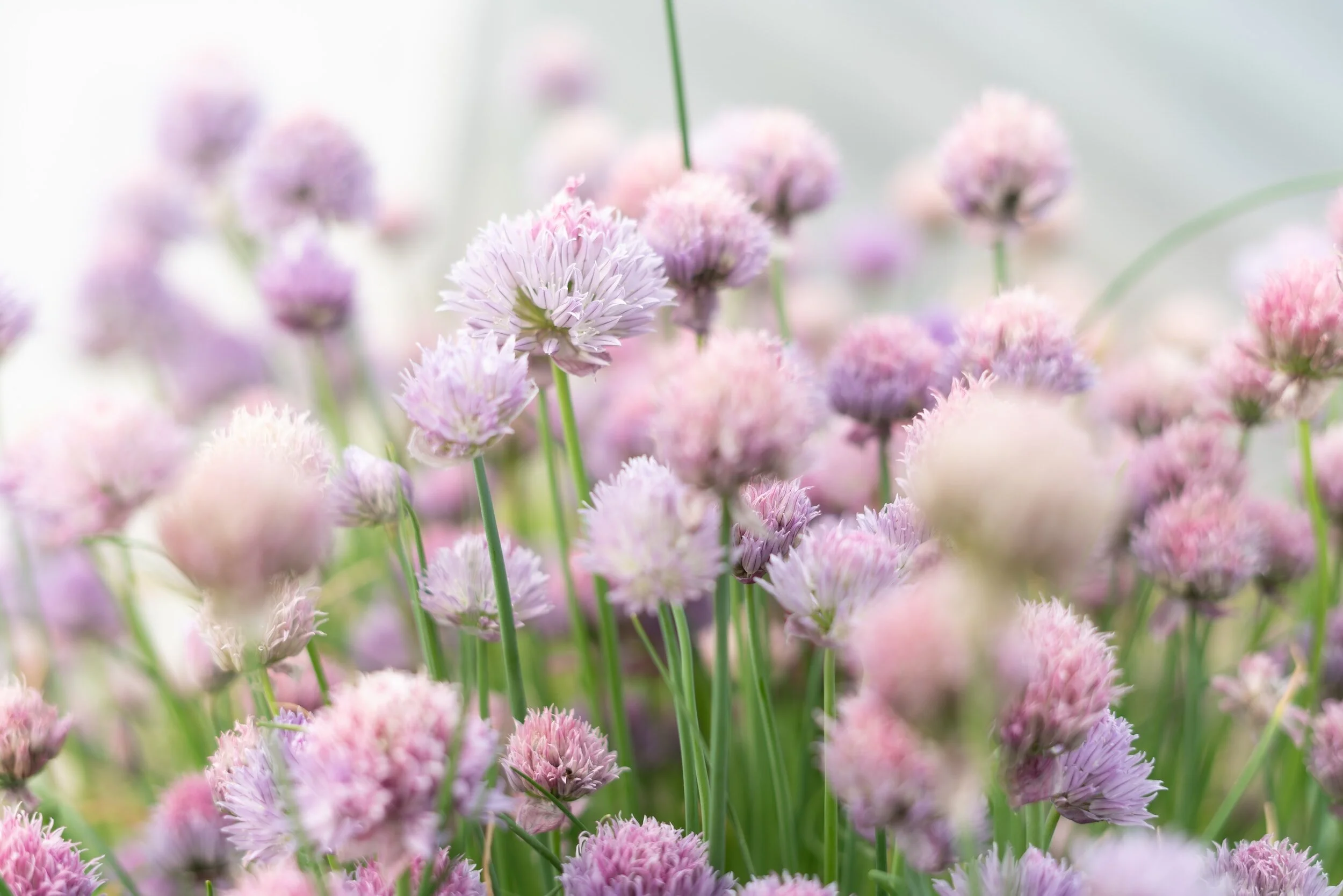 Edible Beauty: The 10 Best Flowering Herbs — Meadowlark Journal