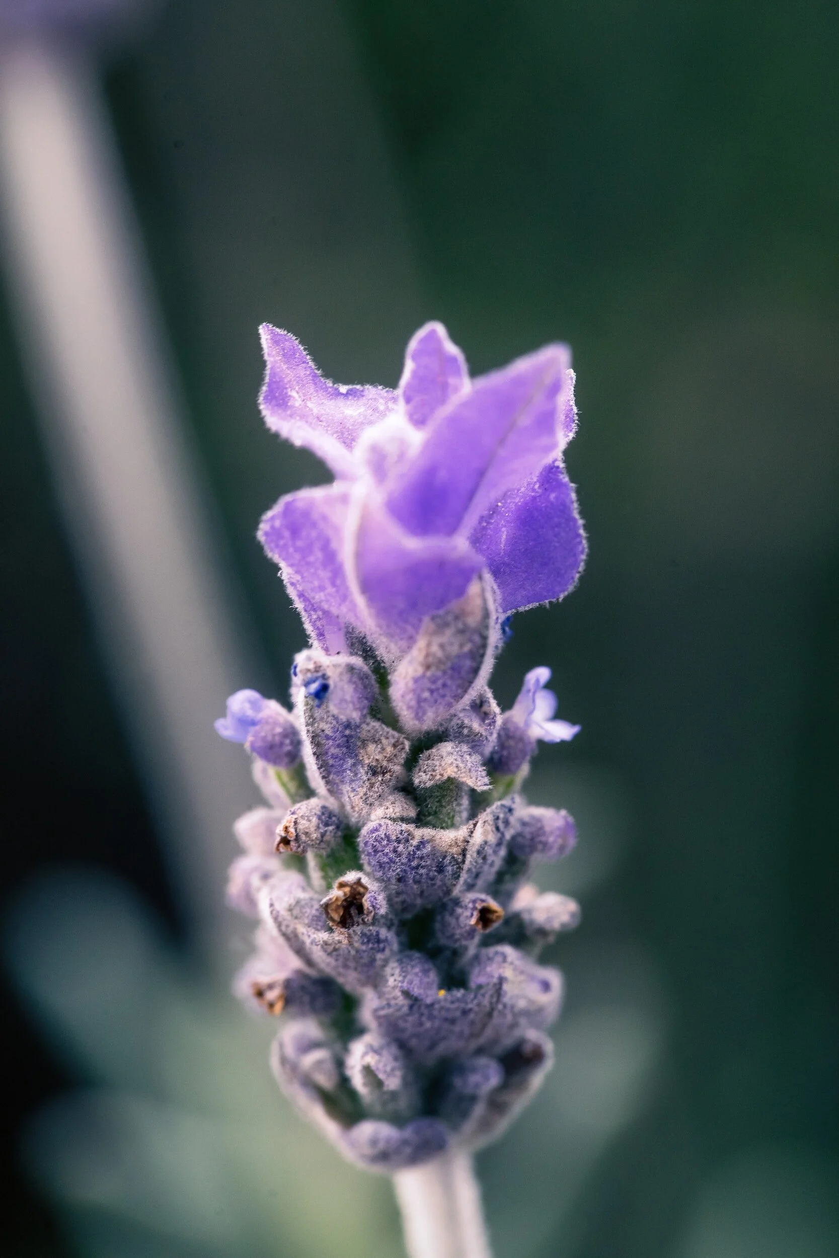 Edible Beauty: The 10 Best Flowering Herbs — Meadowlark Journal