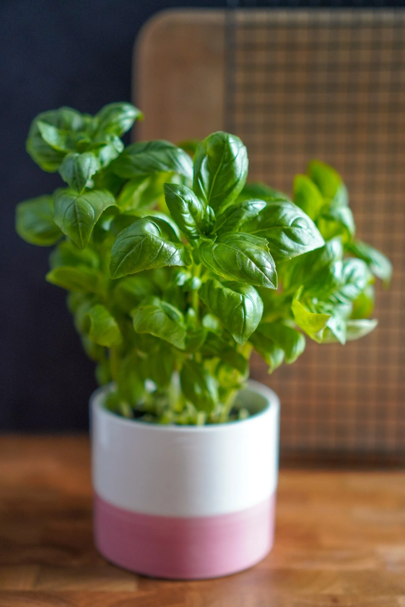 How to Propagate Basil Like a Pro — Meadowlark Journal