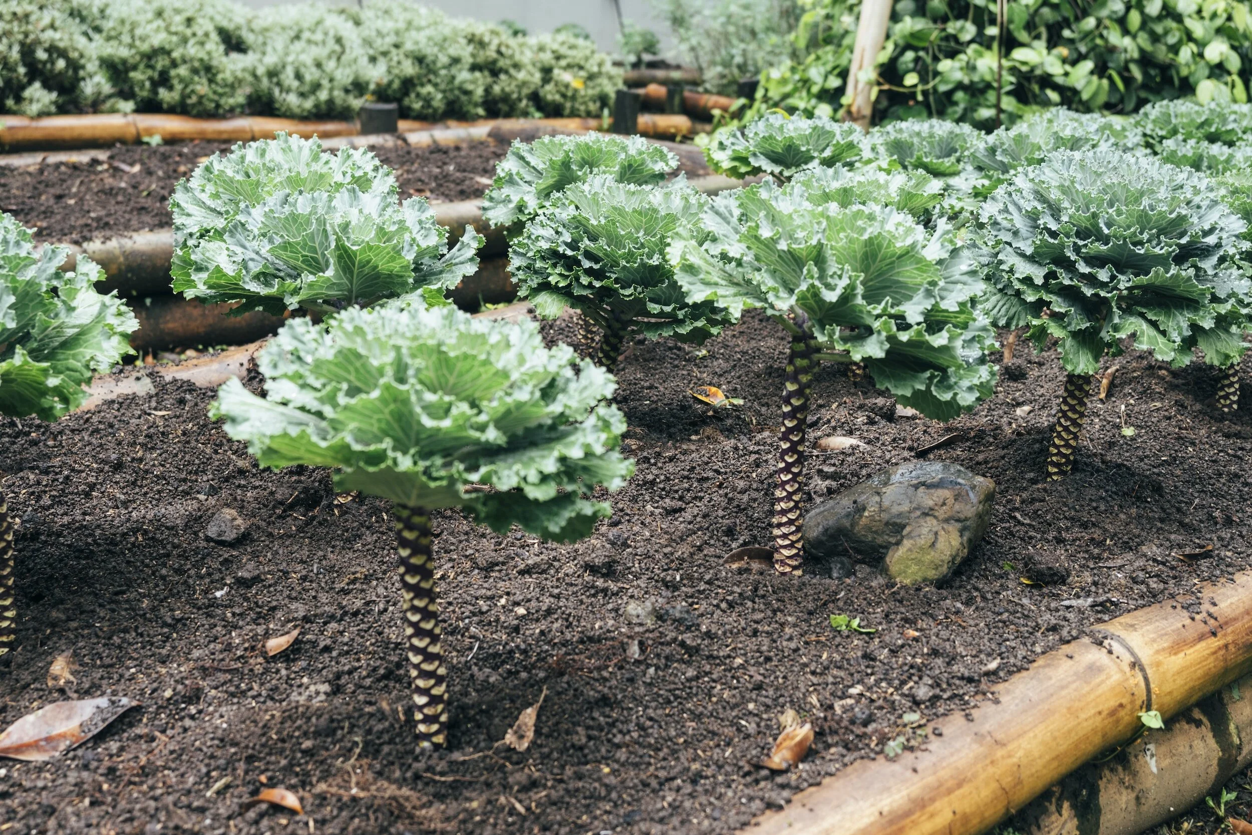The Best Vegetables to Grow in a Raised Bed from Seed — Meadowlark Journal
