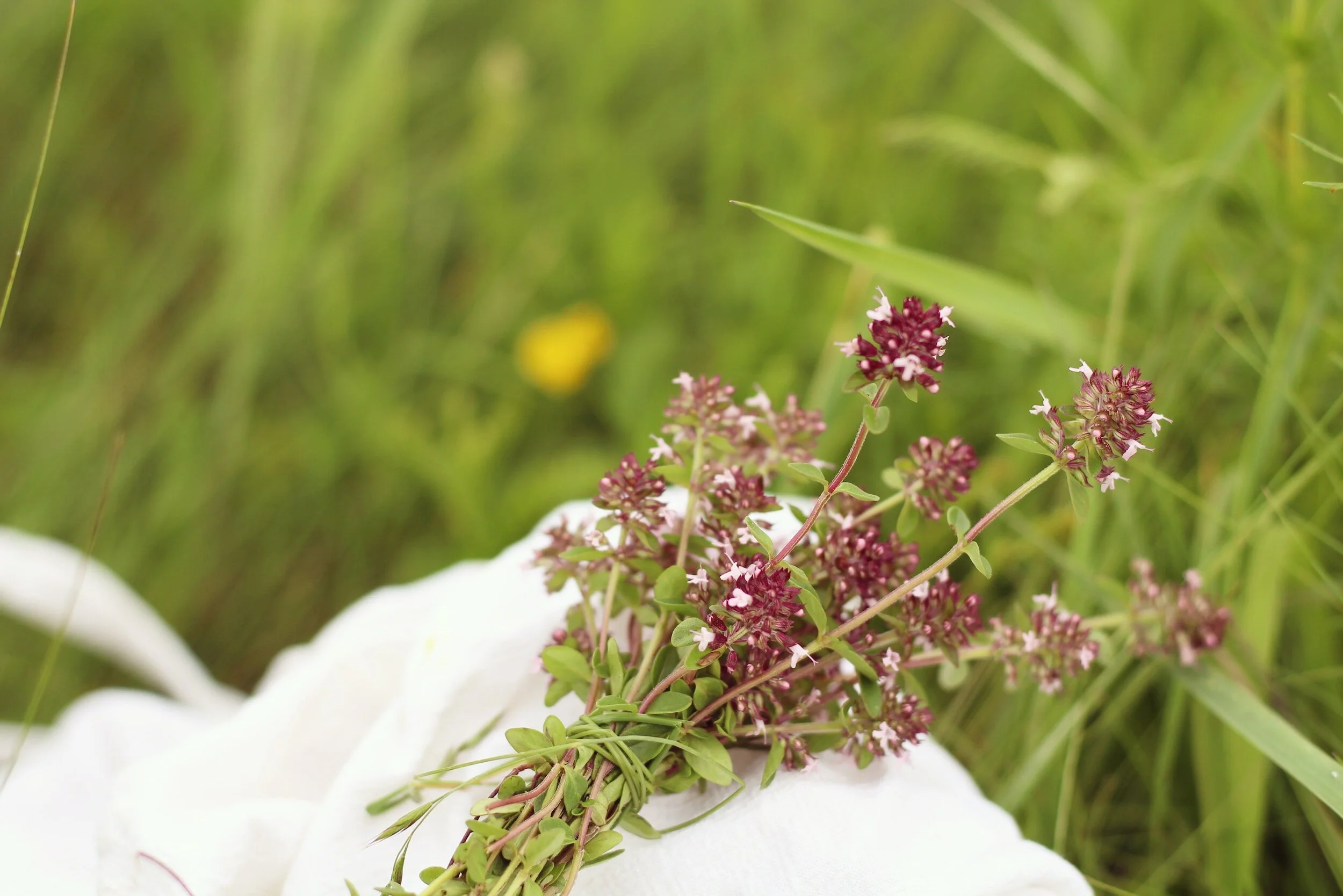Growing Thyme from Seed: How to Plant and Harvest — Meadowlark Journal