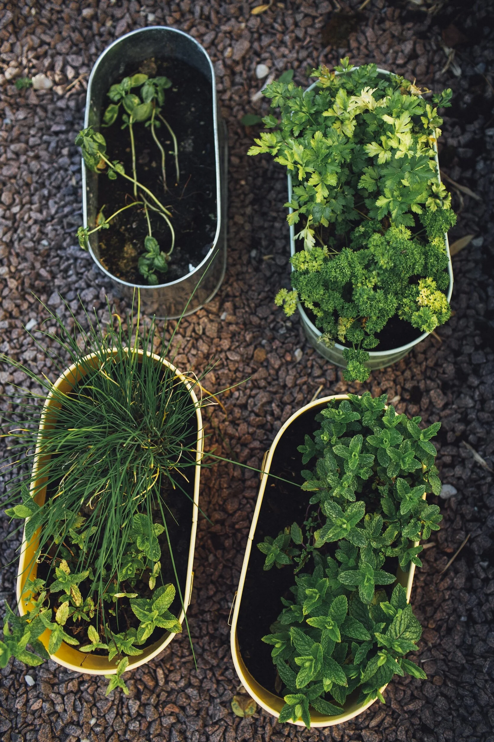 Growing Chives in Pots: The Ultimate Guide — Meadowlark Journal
