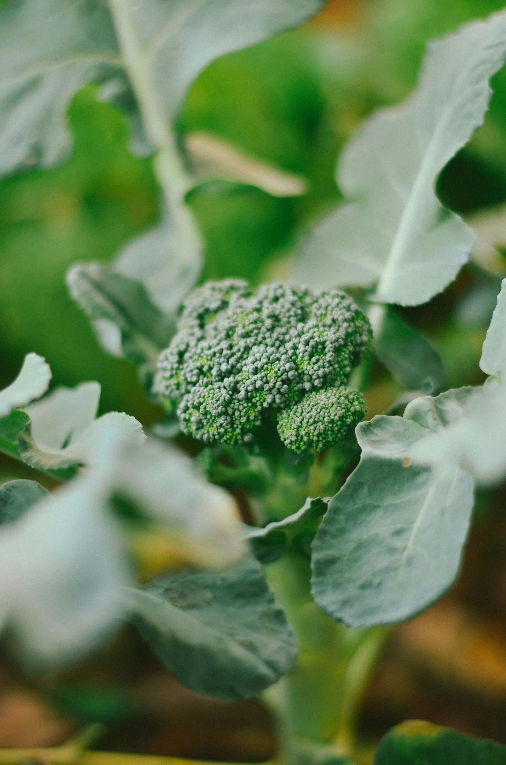 Companion Plants for Kale: A Guide to Greener Gardens — Meadowlark Journal