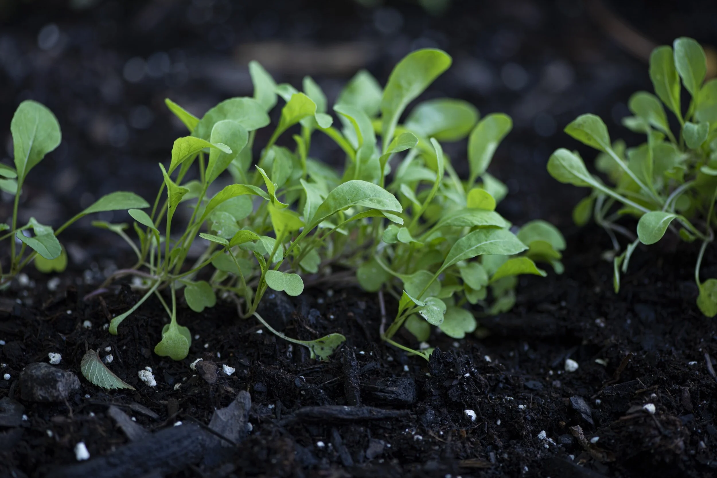 Mastering the Art of Growing Radishes in a Container — Meadowlark Journal
