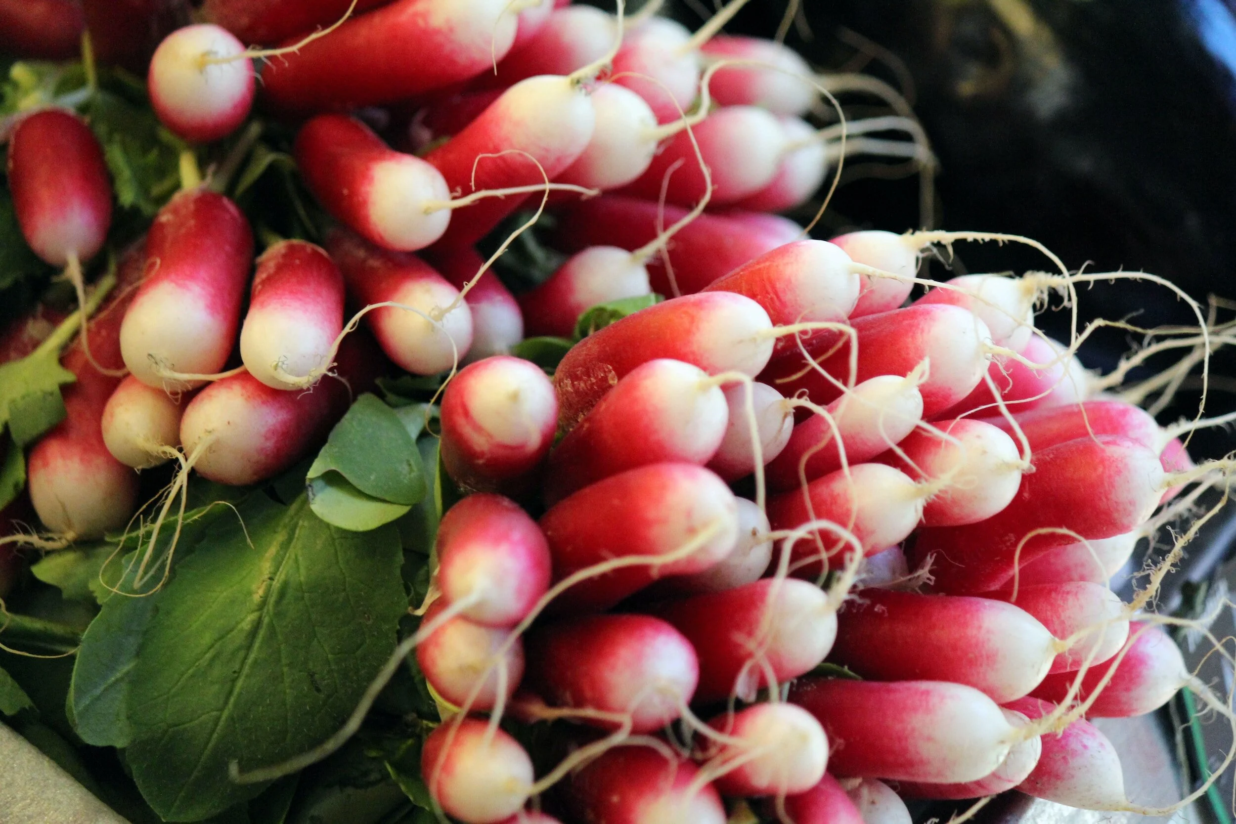 Mastering the Art of Growing Radishes in a Container — Meadowlark Journal