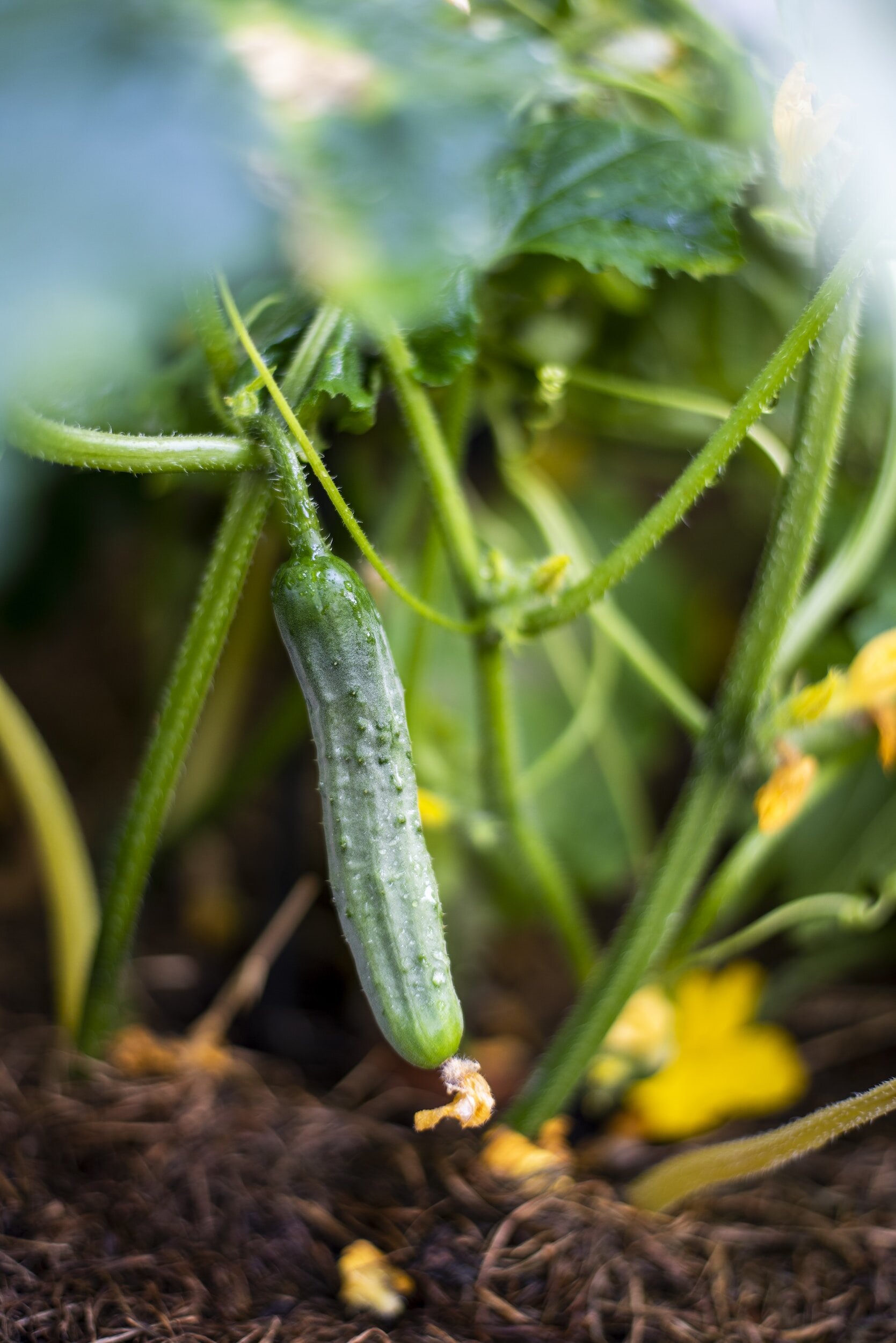 A Guide to Growing Perfect Greenhouse Cucumbers — Meadowlark Journal