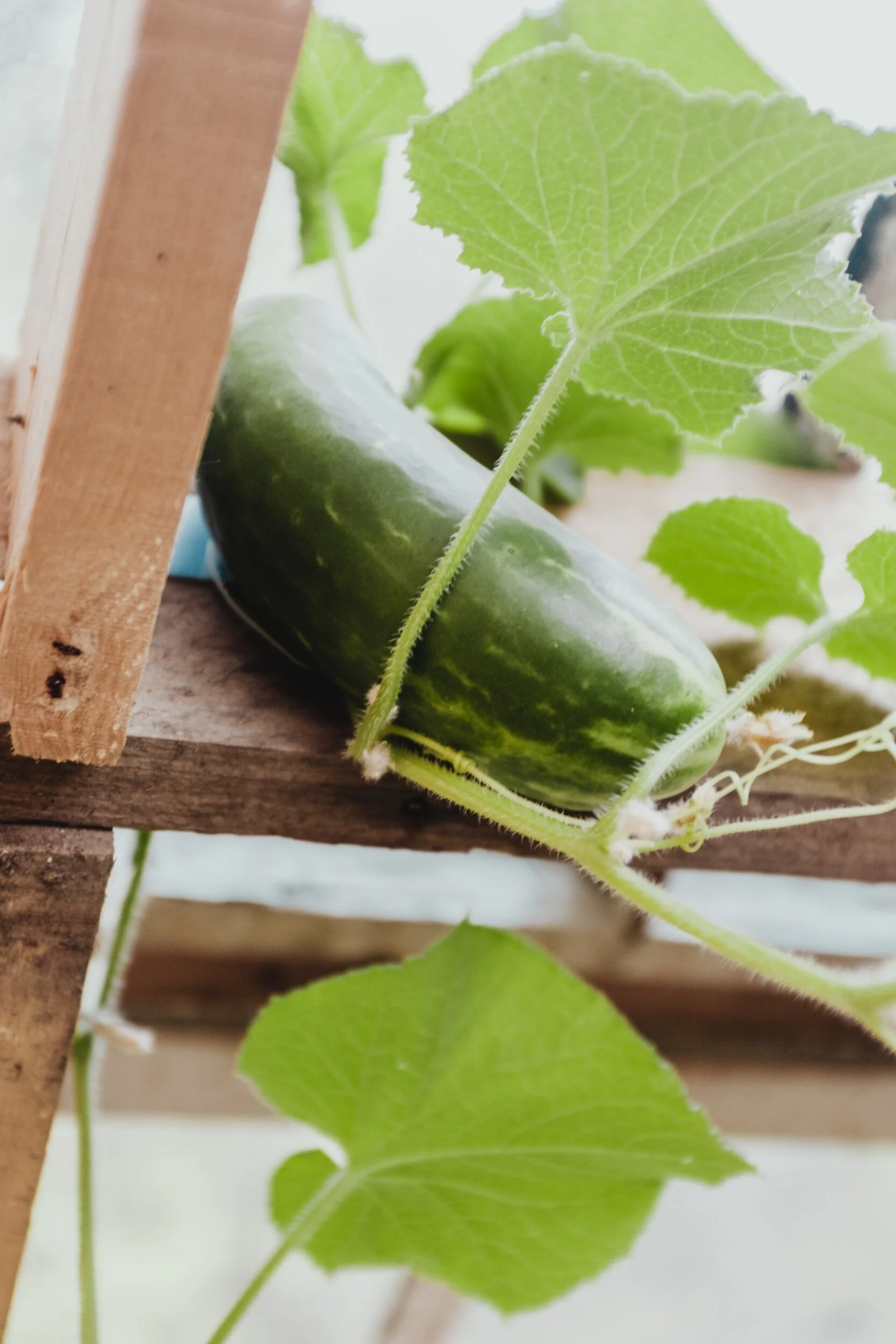 A Guide to Growing Perfect Greenhouse Cucumbers — Meadowlark Journal
