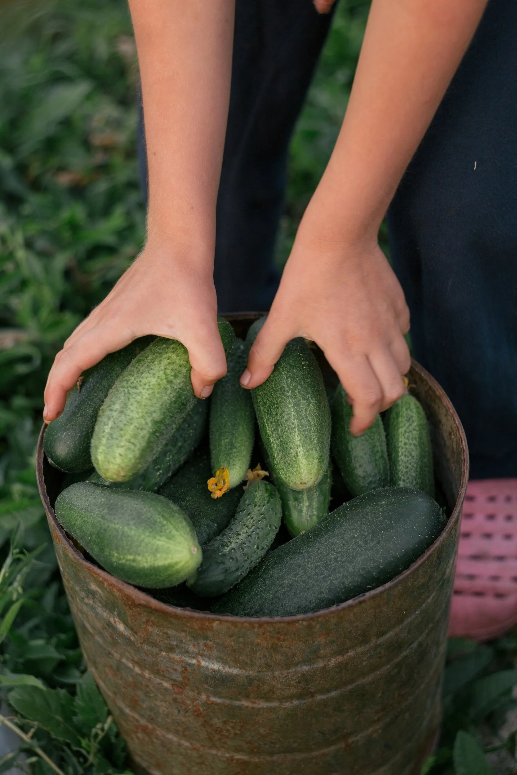 A Guide to Growing Perfect Greenhouse Cucumbers — Meadowlark Journal