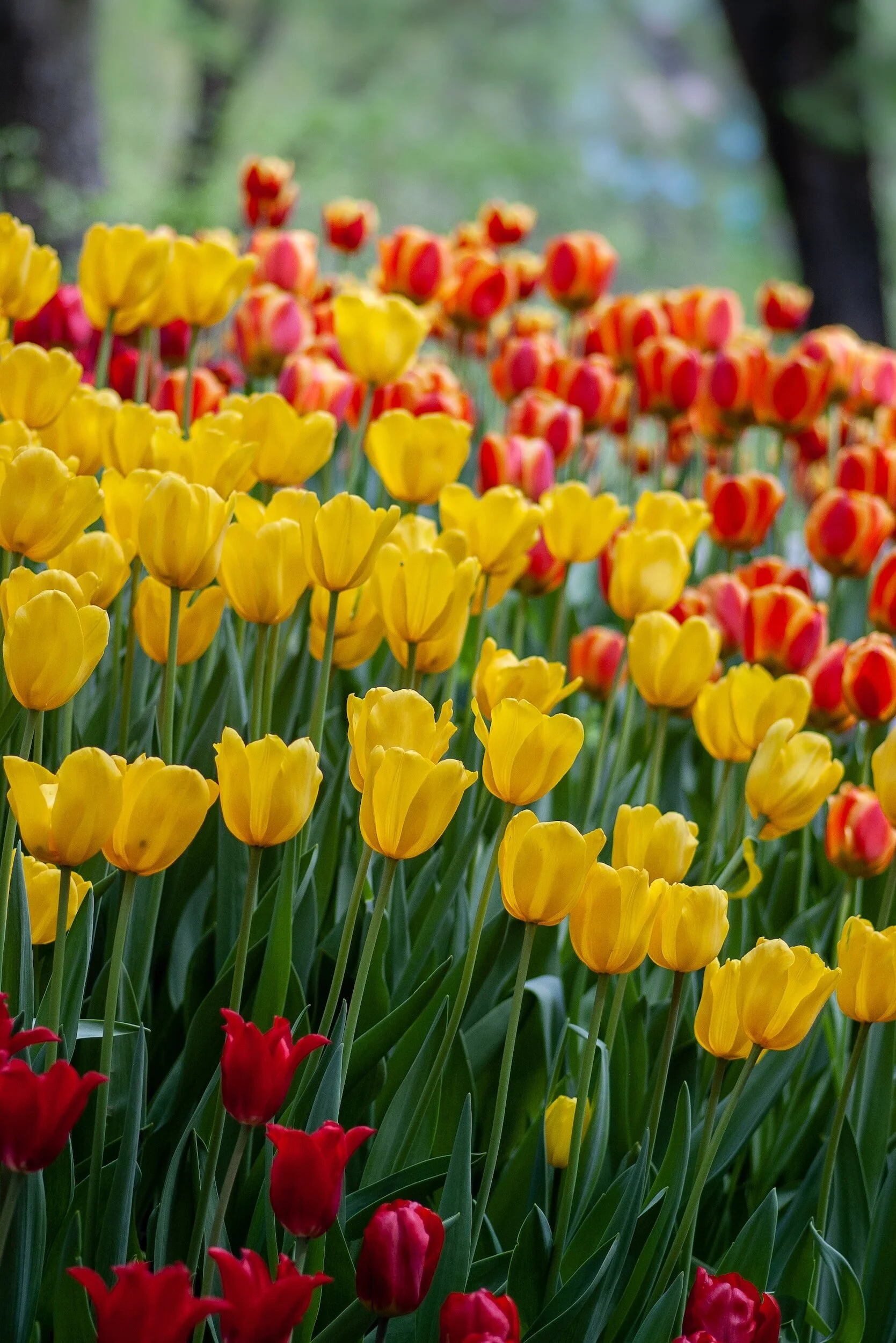 Can I Plant Tulip Bulbs in the Spring? — Meadowlark Journal