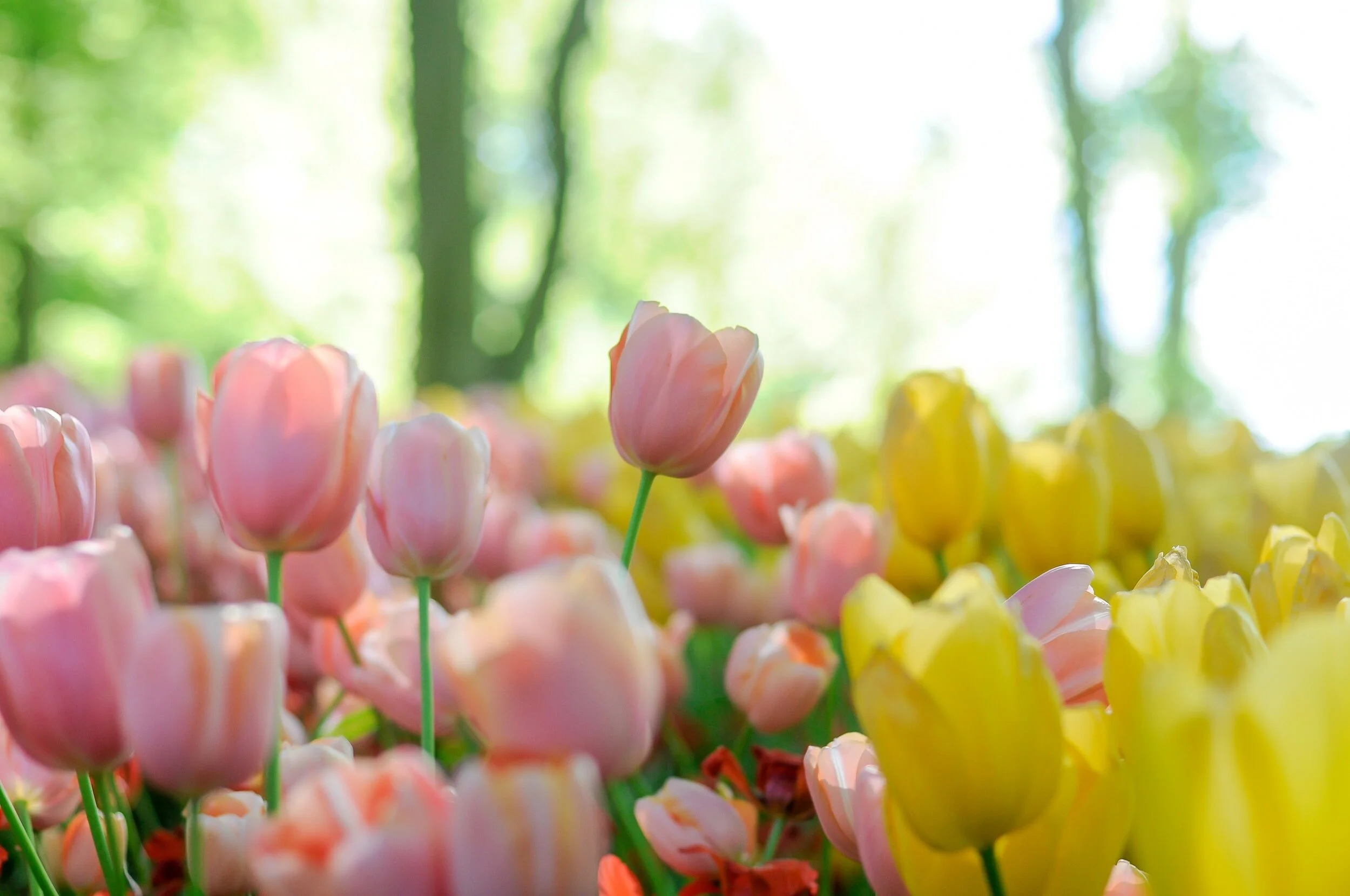 Can I Plant Tulip Bulbs in the Spring? — Meadowlark Journal