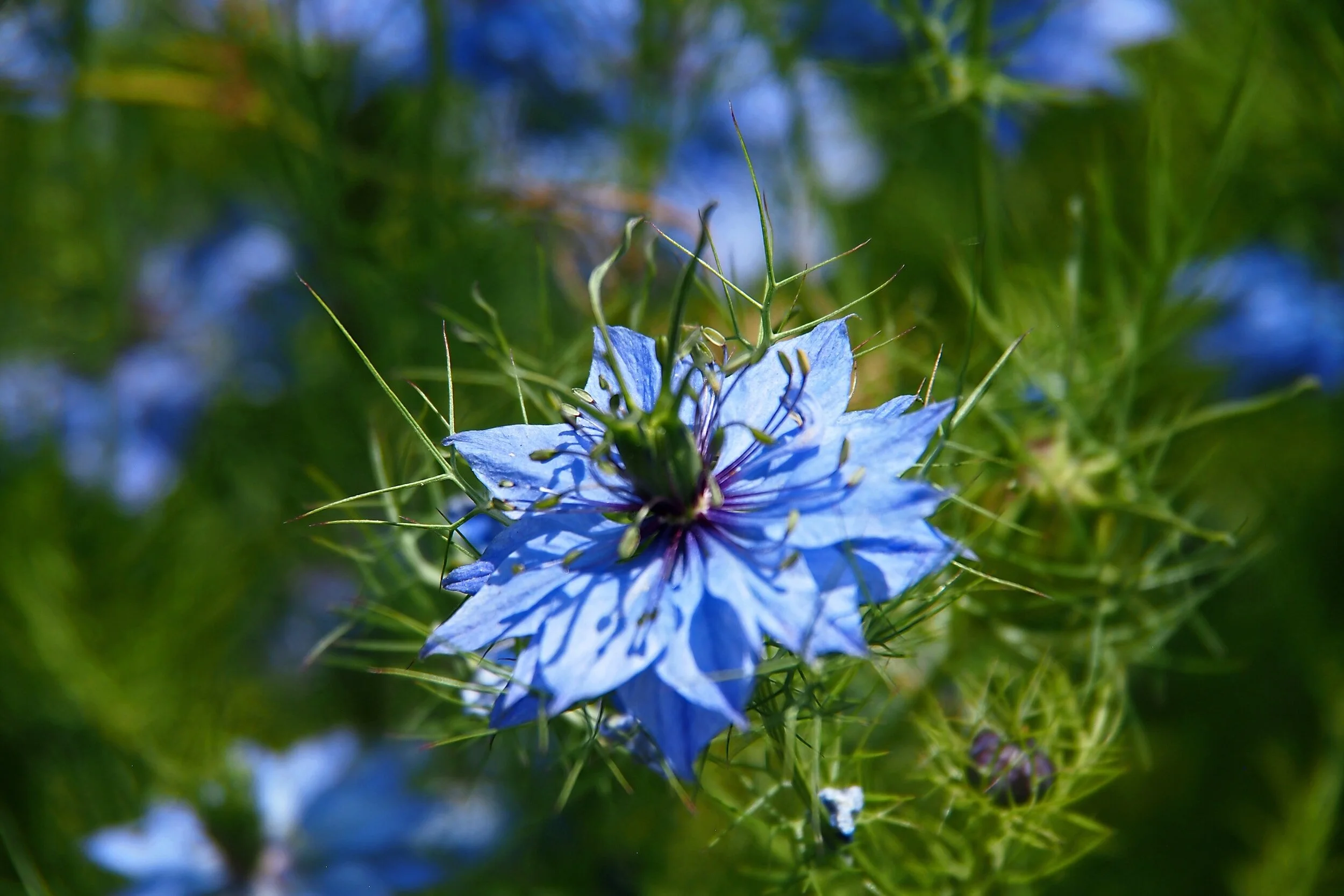 Top 12 Easy to Grow Hardy Annuals — Meadowlark Journal