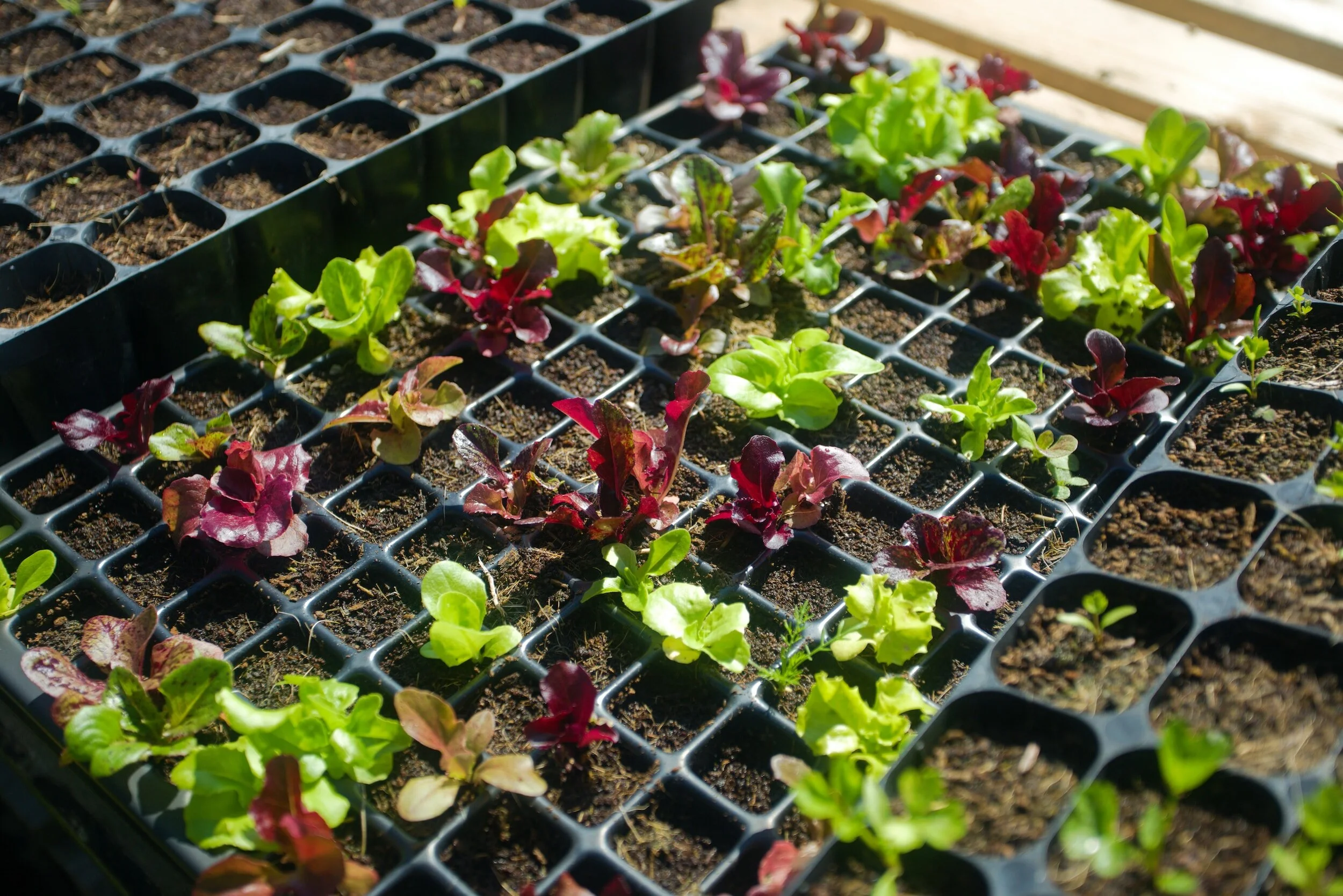 What to Plant in February — Meadowlark Journal