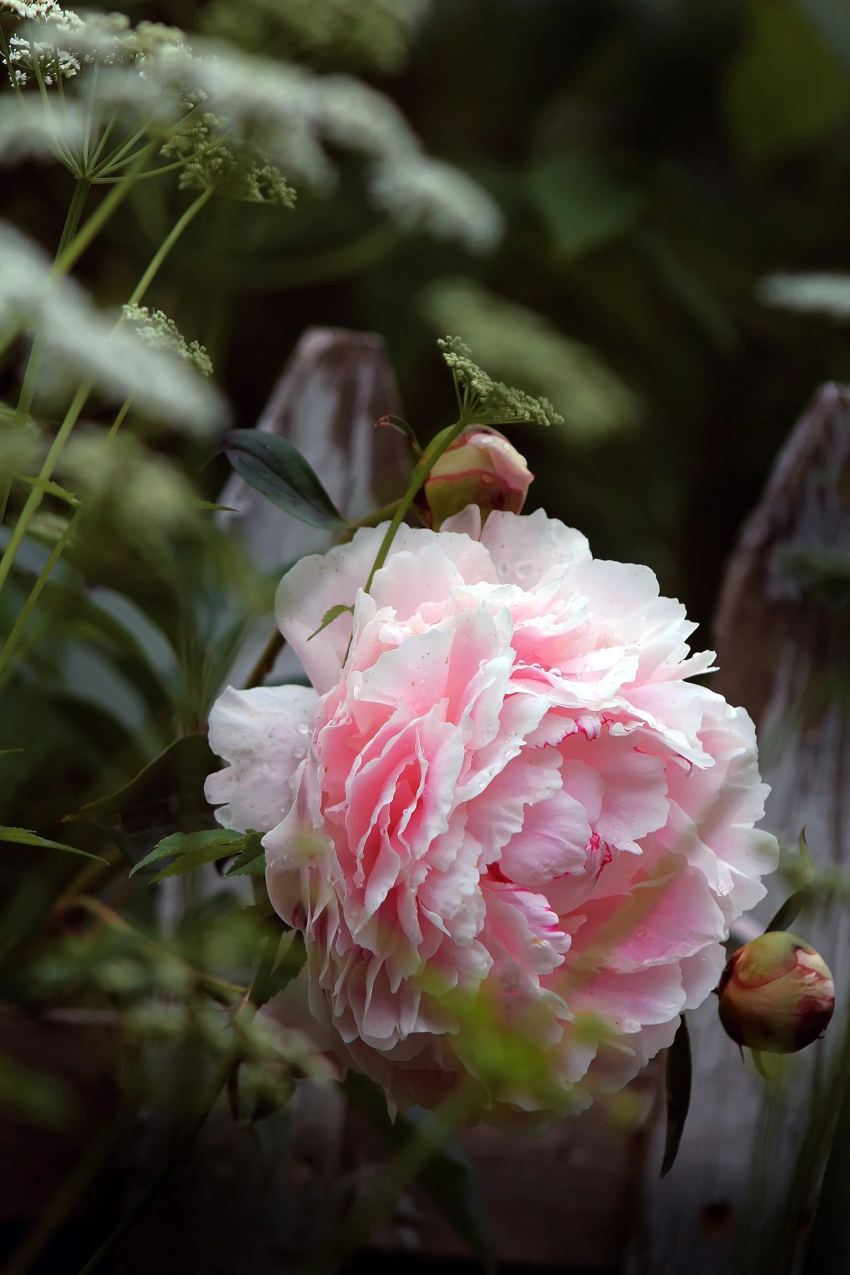 Can You Plant Peonies in Spring? — Meadowlark Journal