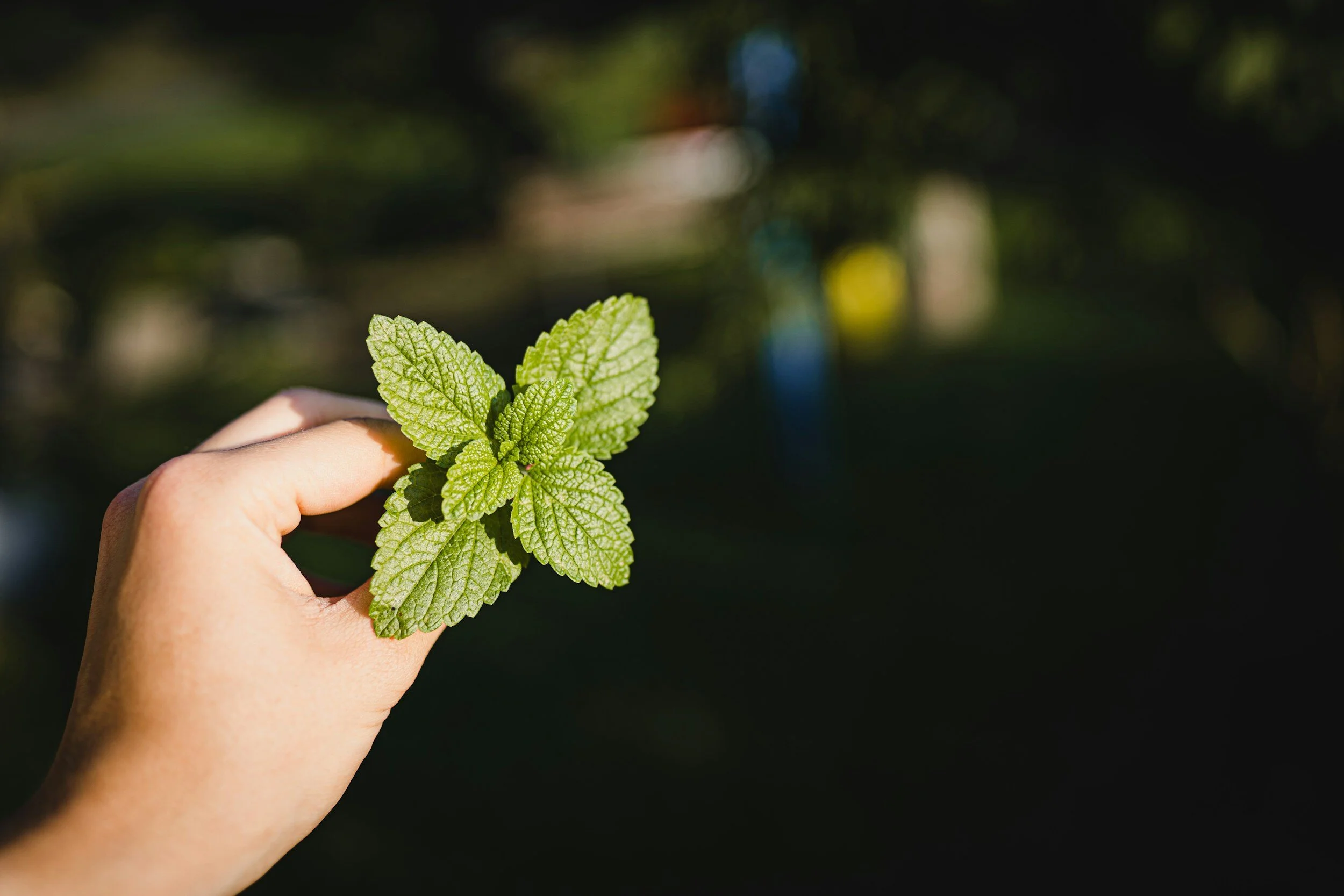 Growing Mint from Cuttings: Easy Step-by-Step Guide — Meadowlark Journal