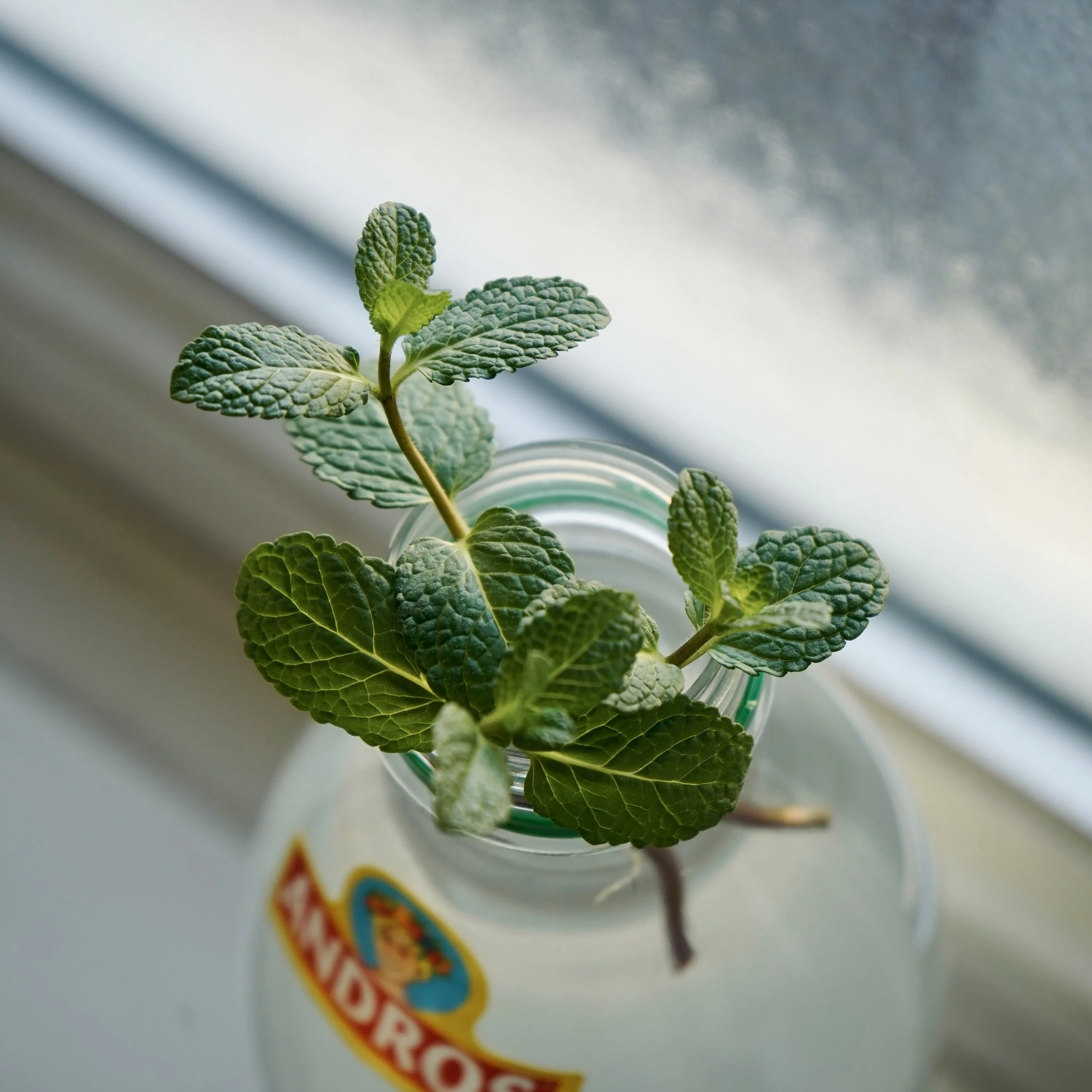 Growing Mint from Cuttings: Easy Step-by-Step Guide — Meadowlark Journal