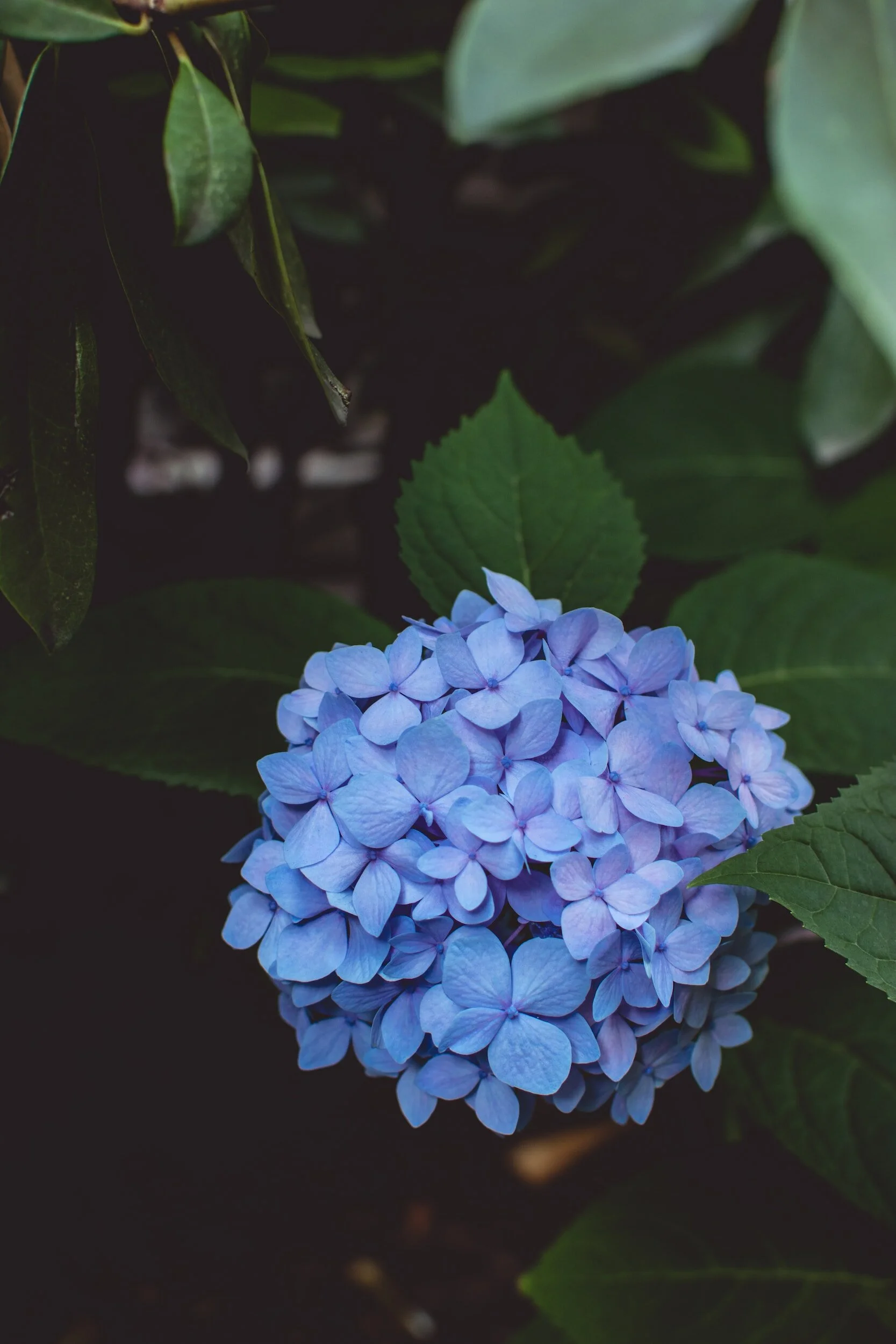 The Best Companion Plants for Hydrangeas — Meadowlark Journal