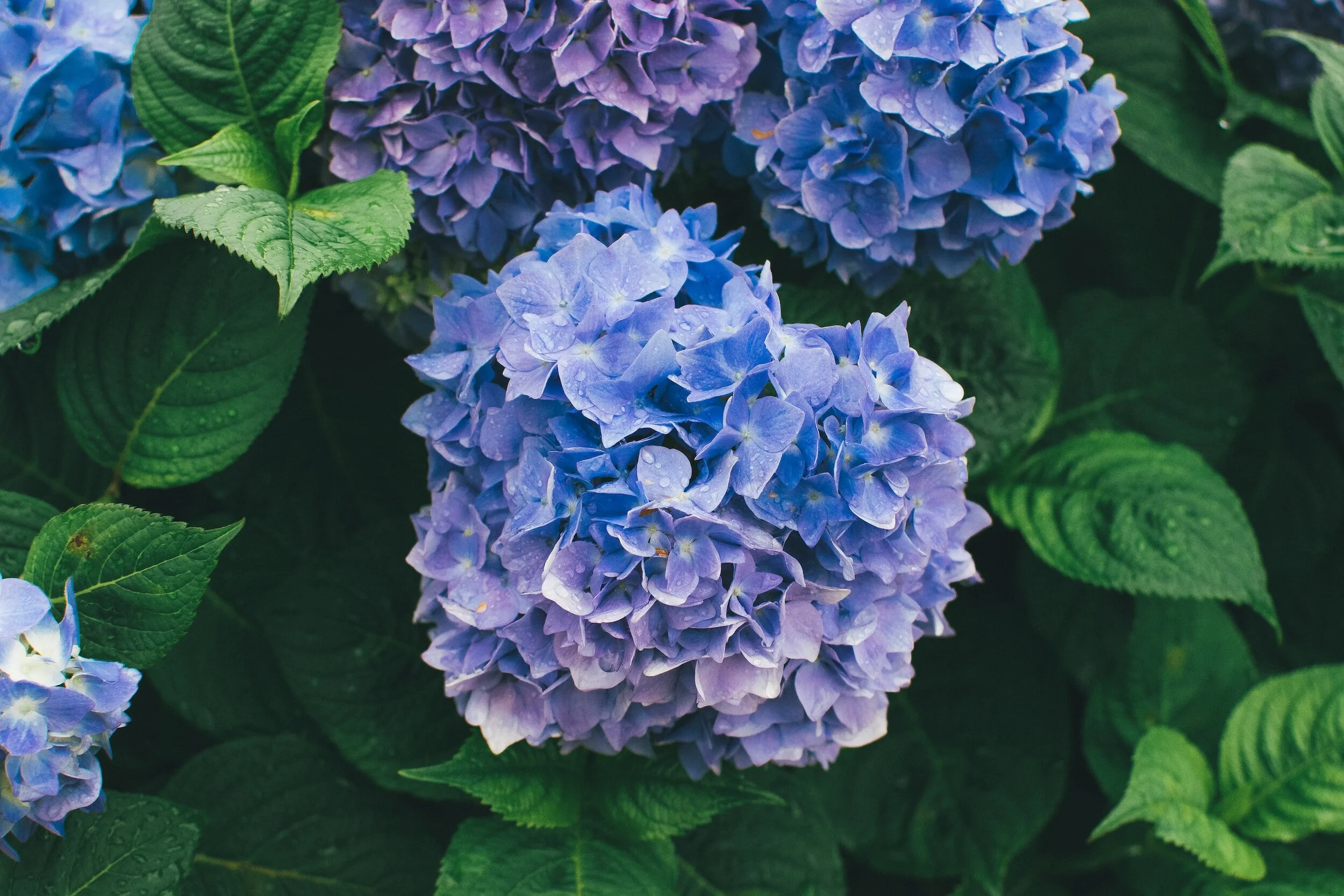 The Best Companion Plants for Hydrangeas — Meadowlark Journal