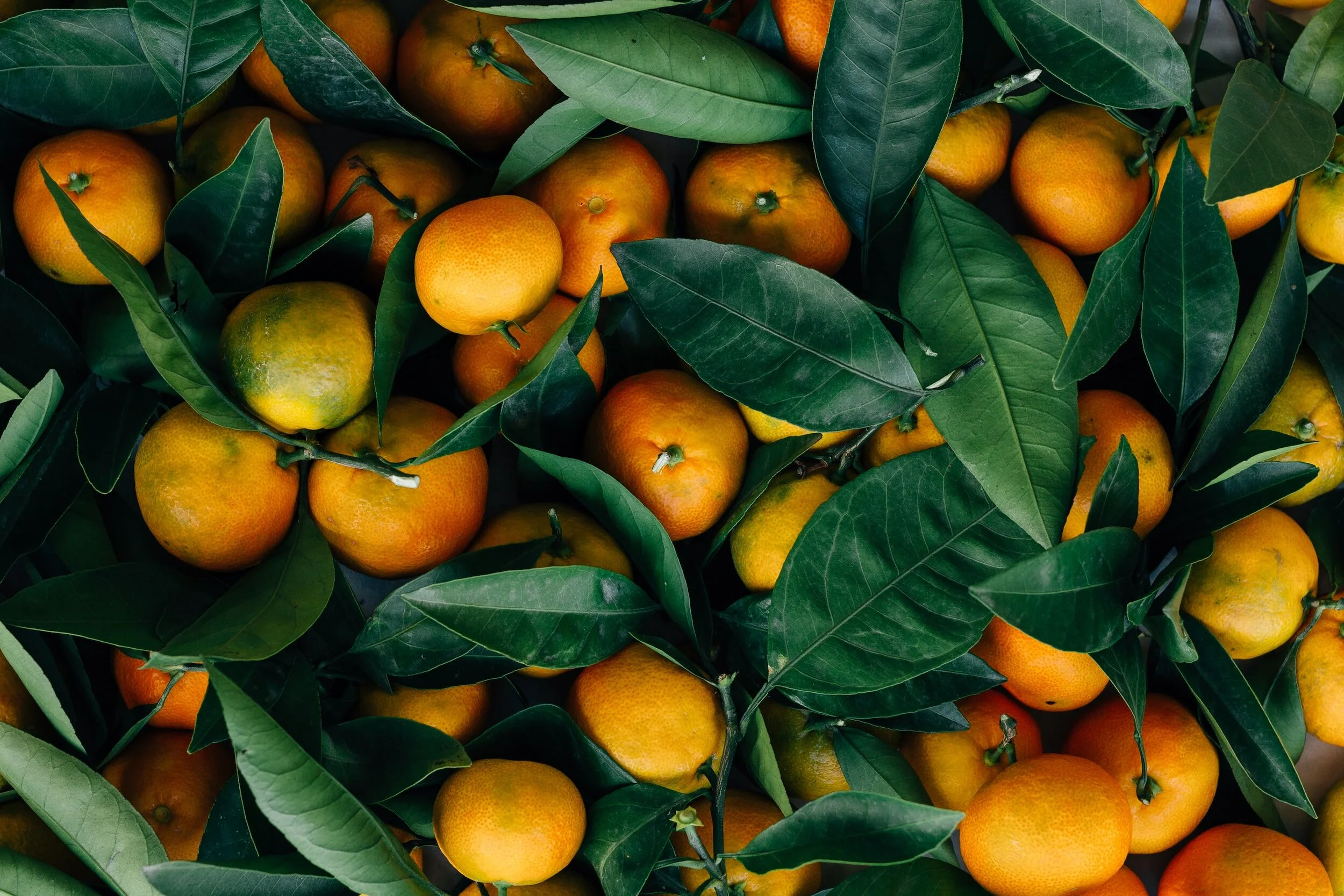 Garden Gold: Composting Orange Peels — Meadowlark Journal
