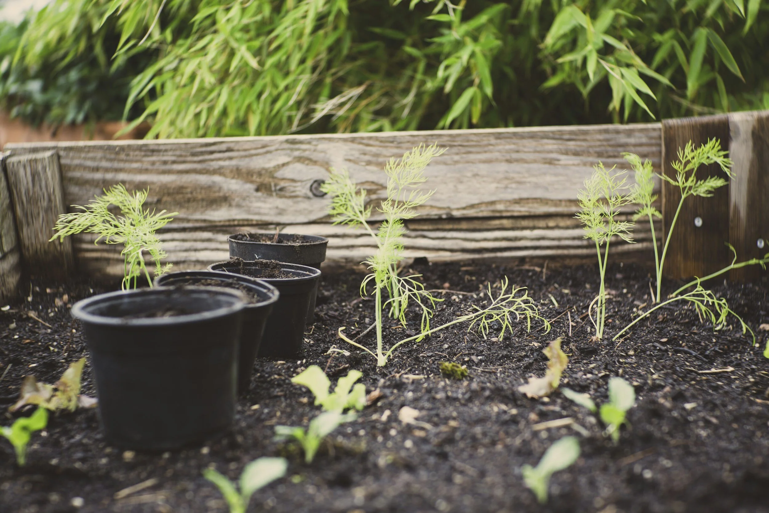 What to Put on the Bottom of a Raised Garden Bed — Meadowlark Journal