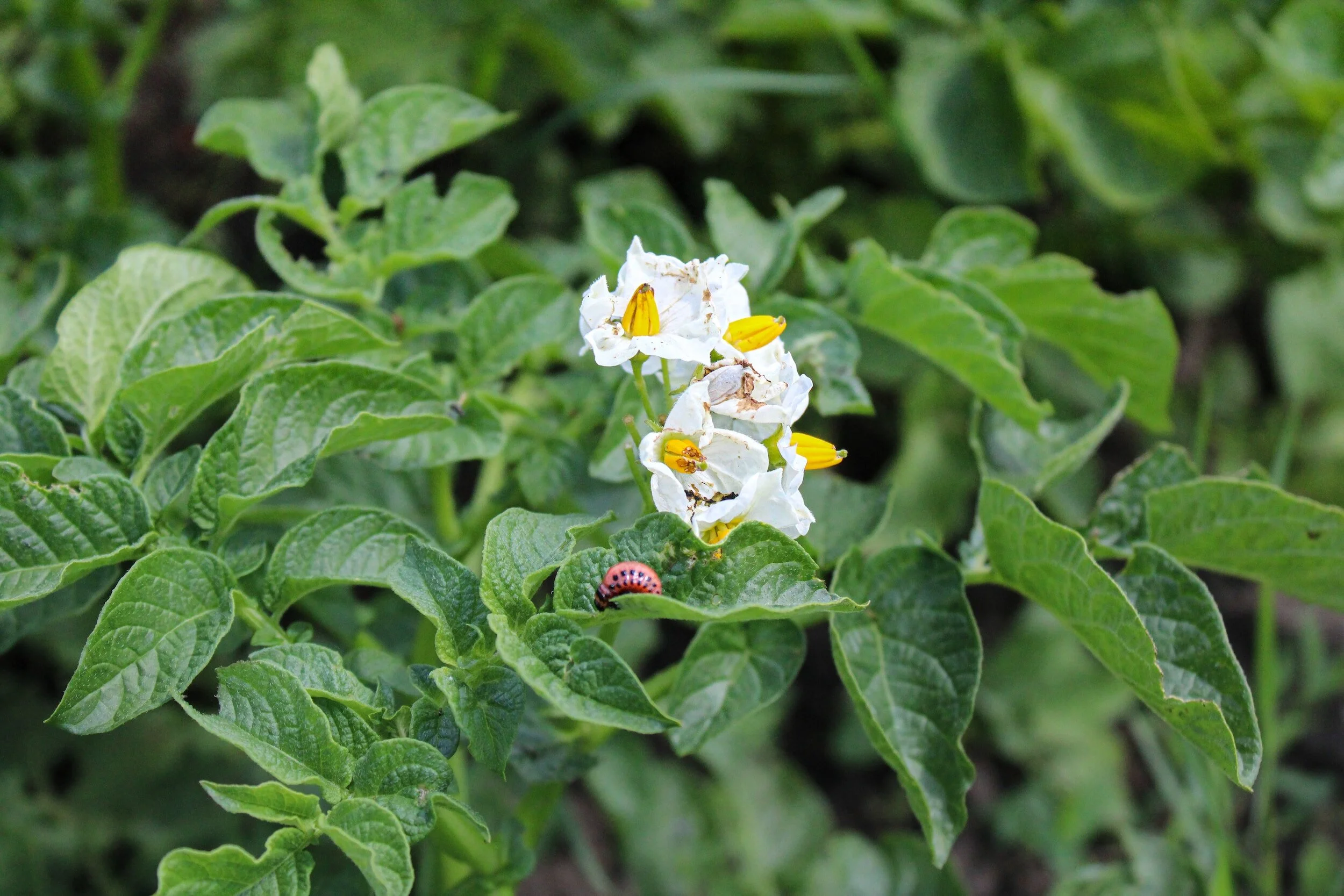 The Secret Life of Potato Flowers — Meadowlark Journal