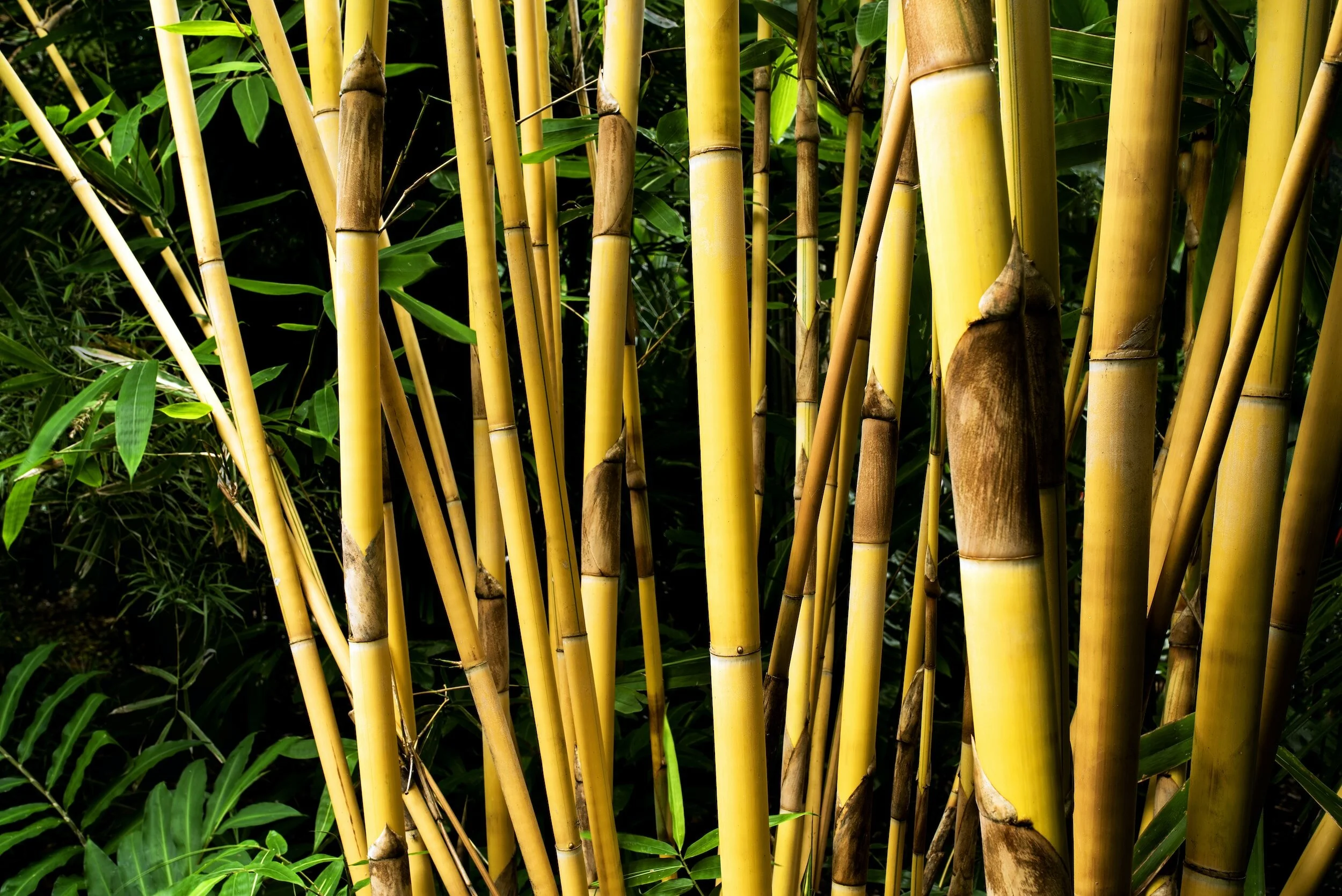 How to Grow Bamboo in Pots: A Simple Guide — Meadowlark Journal