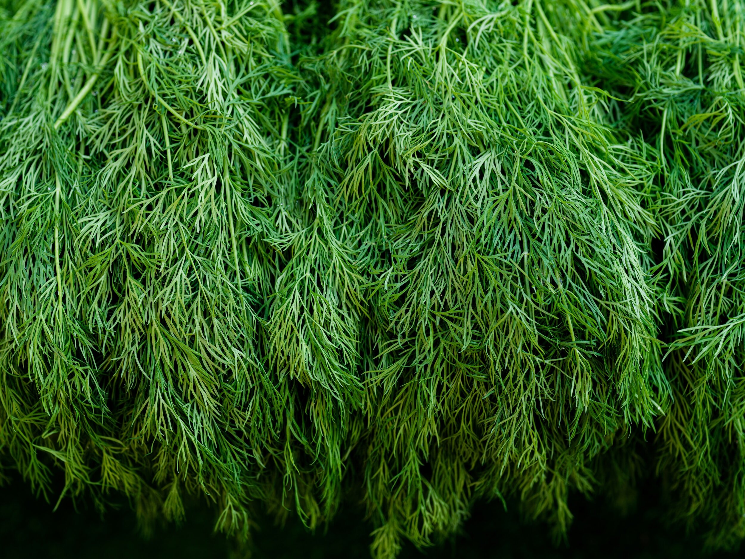 How to Dry Dill: A Simple Guide — Meadowlark Journal
