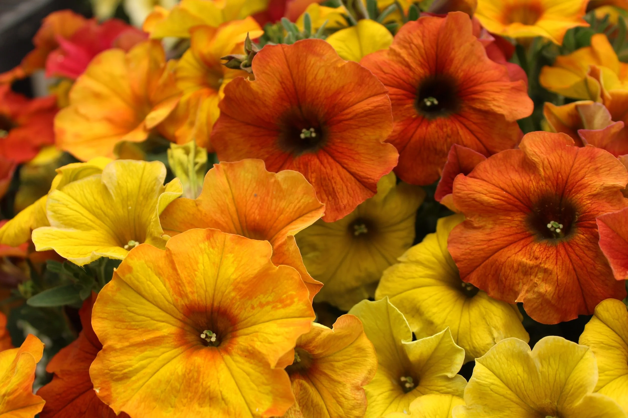 How to Fertilize Petunias So They Bloom Like Never Before — Meadowlark ...