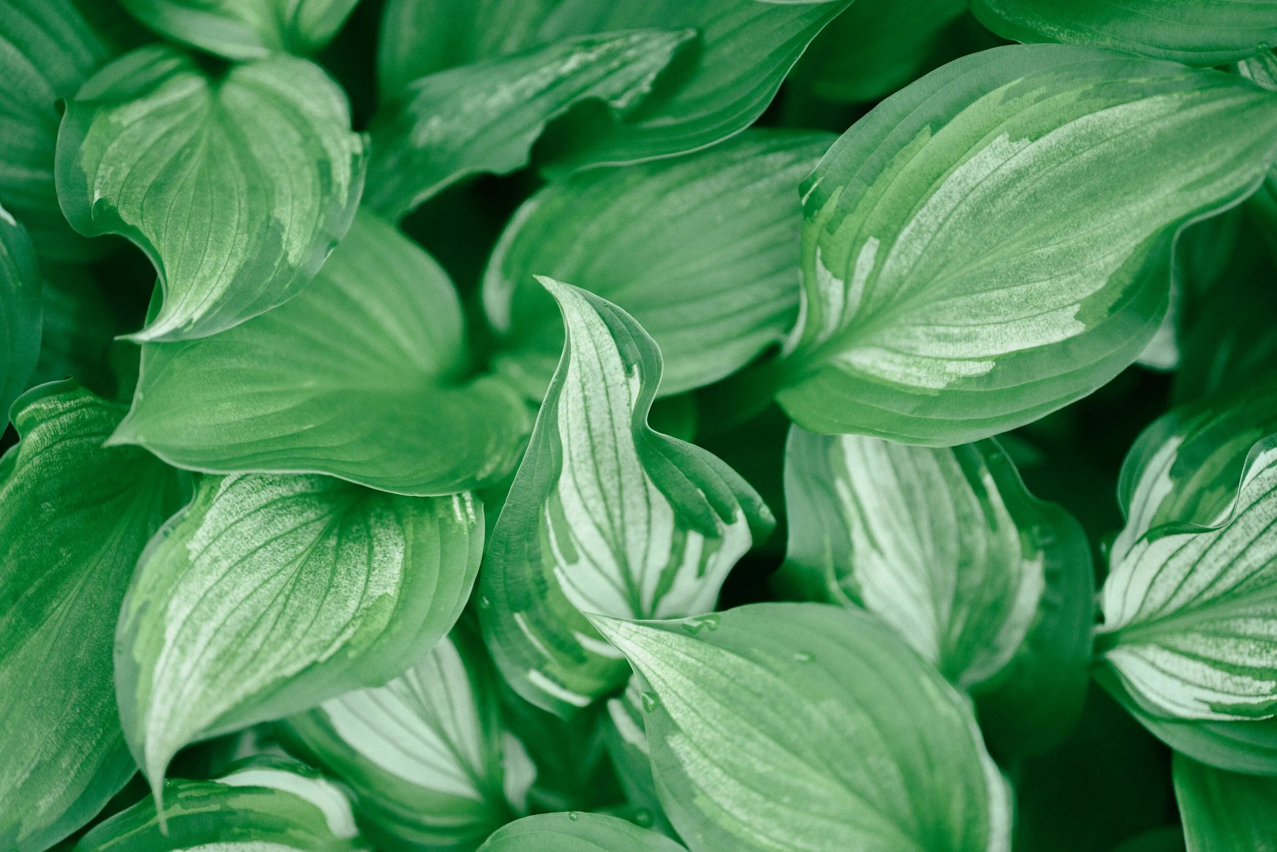 Hosta Care in Winter to Ensure Springtime Splendor — Meadowlark Journal